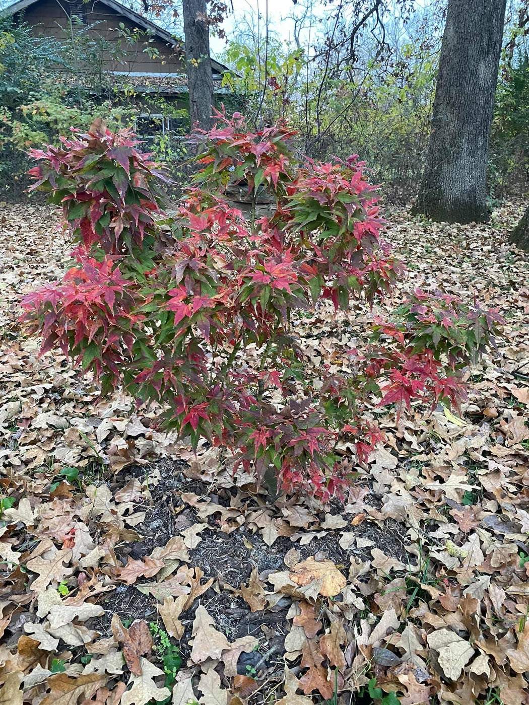 Buy Acer palmatum 'Japanese Princess' Dwarf Japanese Maple — Mr Maple ...