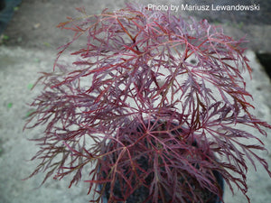 Buy Acer palmatum 'Red Filigree Lace' Dwarf Japanese Maple — Mr Maple ...