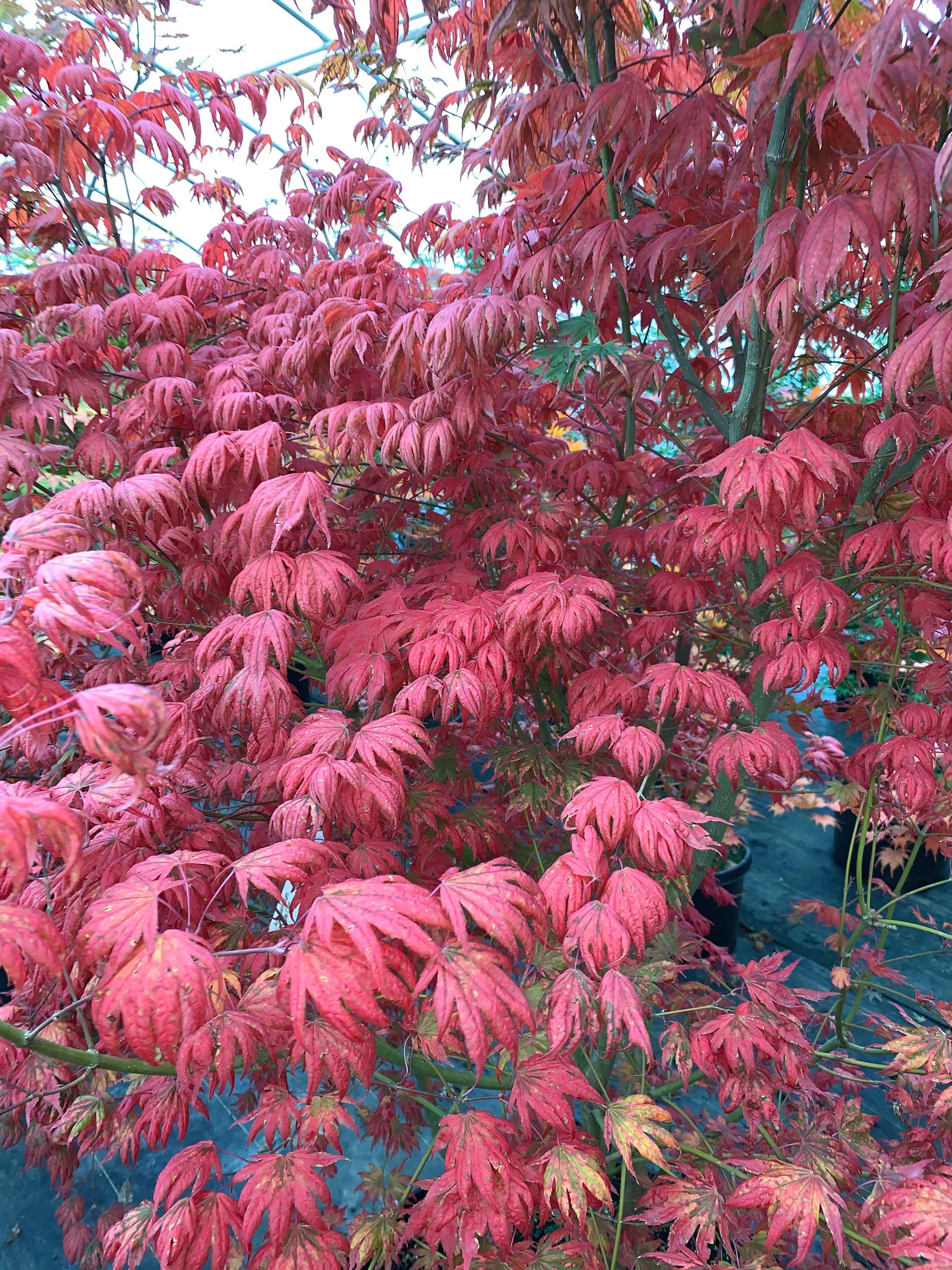Buy Acer palmatum x 'Purple Curl' Japanese Maple — Mr Maple │ Buy ...