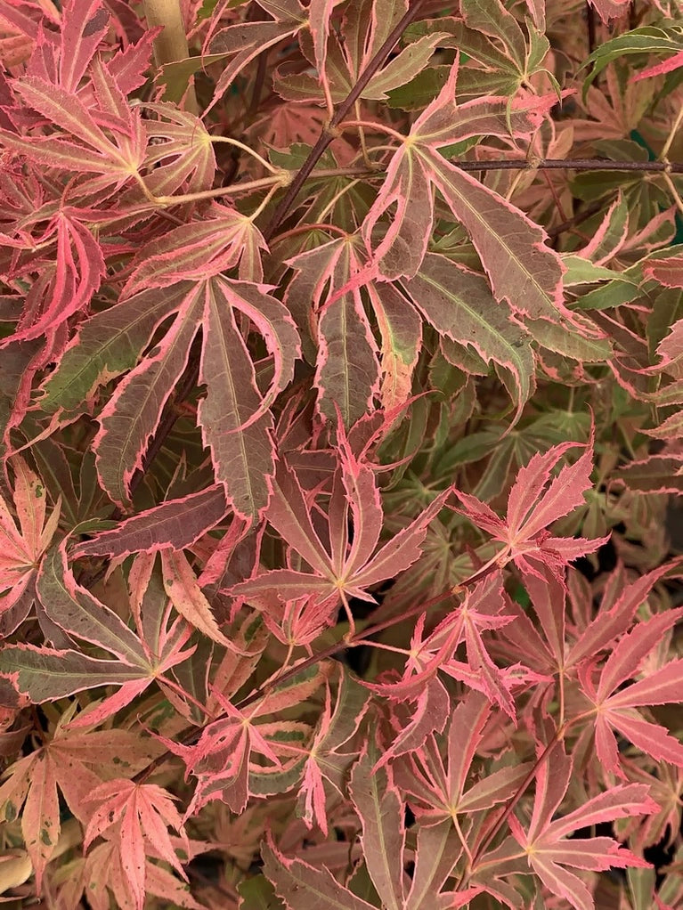 Buy Acer palmatum 'Geisha Gone Wild' Japanese Maple — Mr Maple │ Buy ...