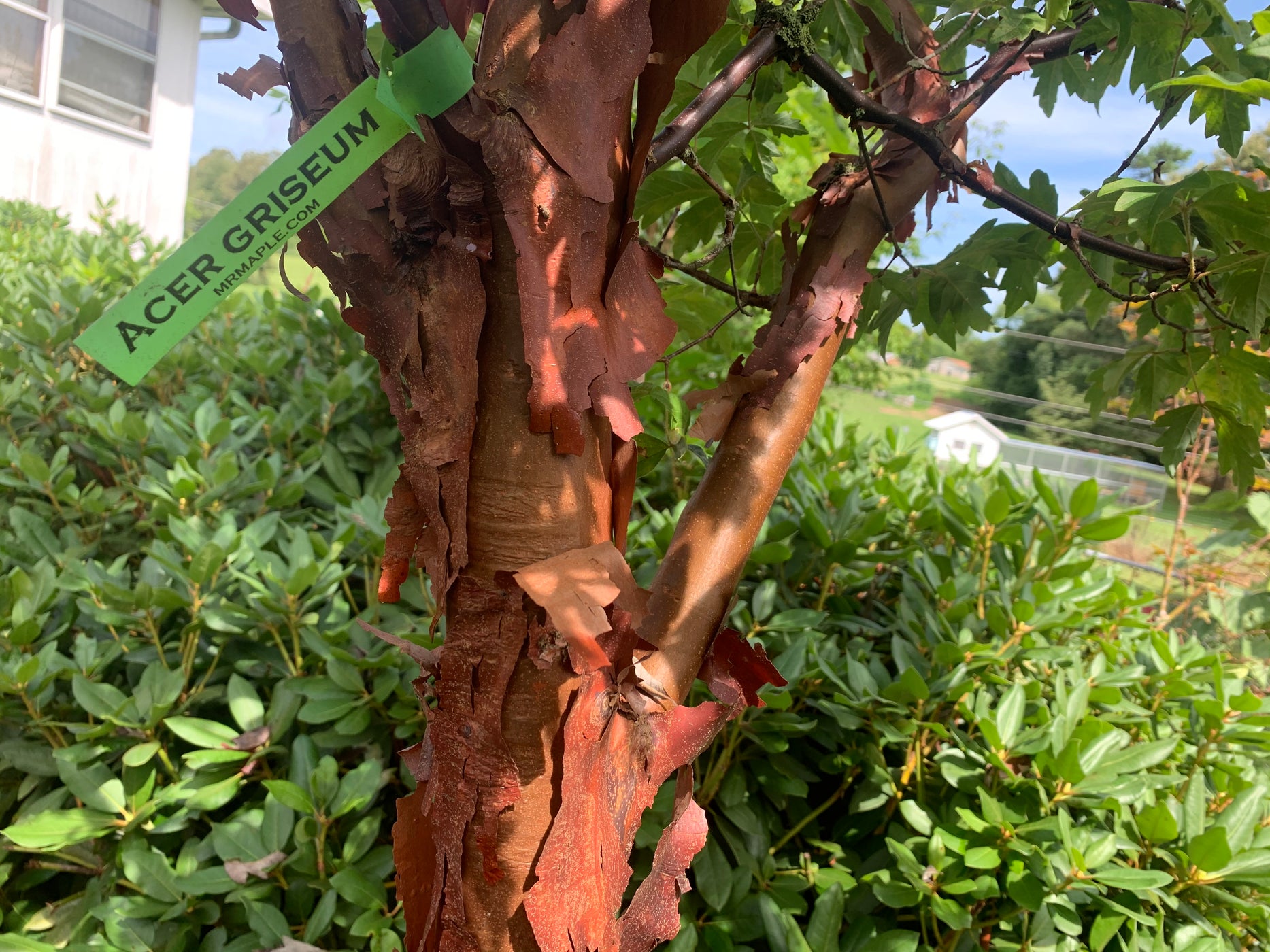 Buy Acer griseum - Paperbark Maple — Mr Maple │ Buy Japanese Maple Trees