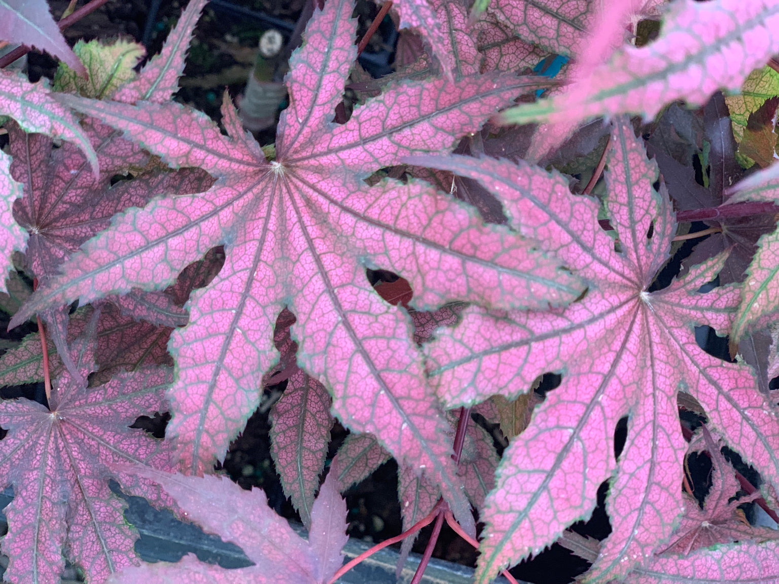 MrMaple 10 New Trees @ 10am on Tuesday — Mr Maple │ Buy Japanese Maple ...