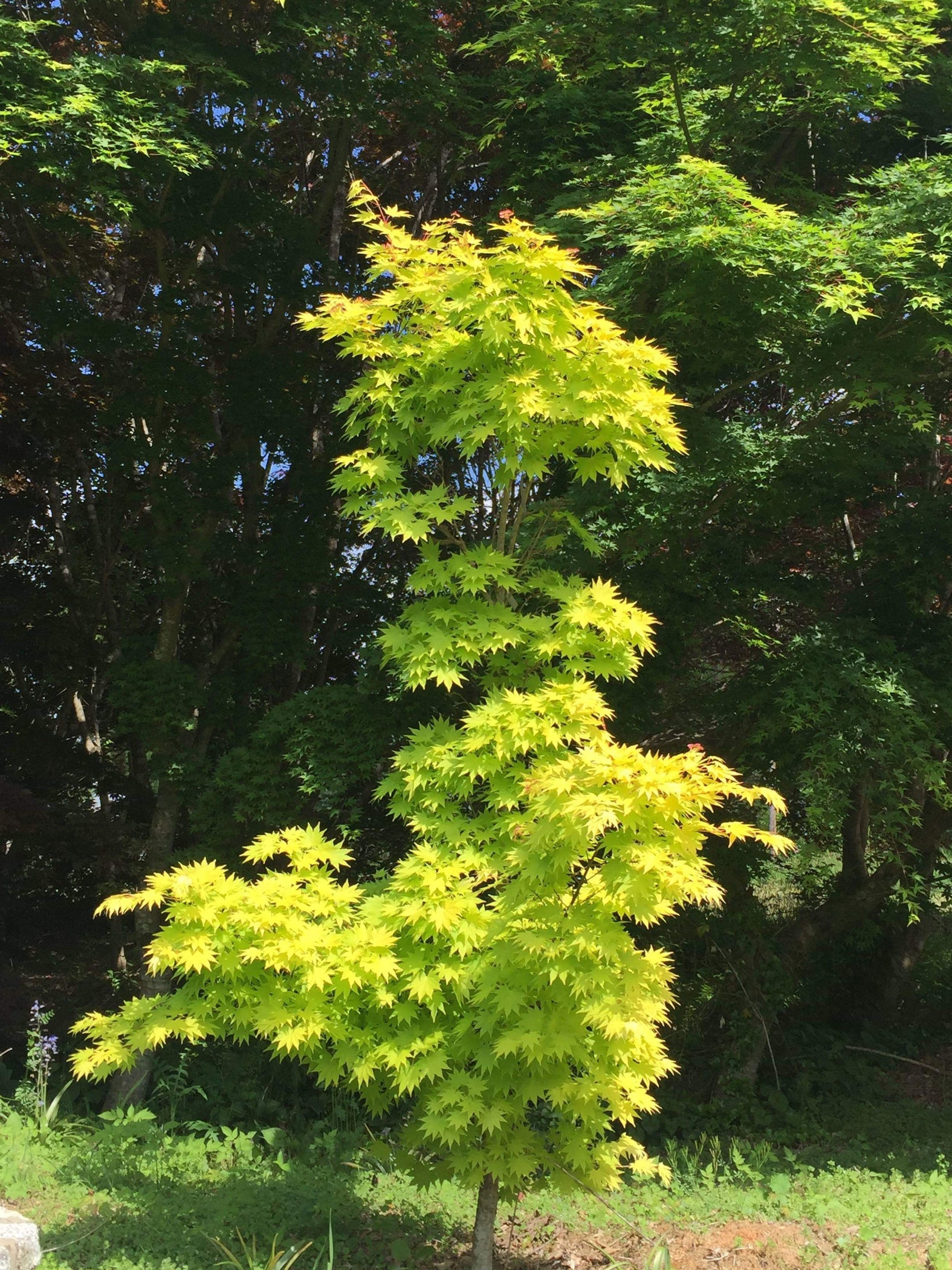 Buy Acer shirasawanum 'Jordan' Golden Full Moon Japanese Maple — Mr ...