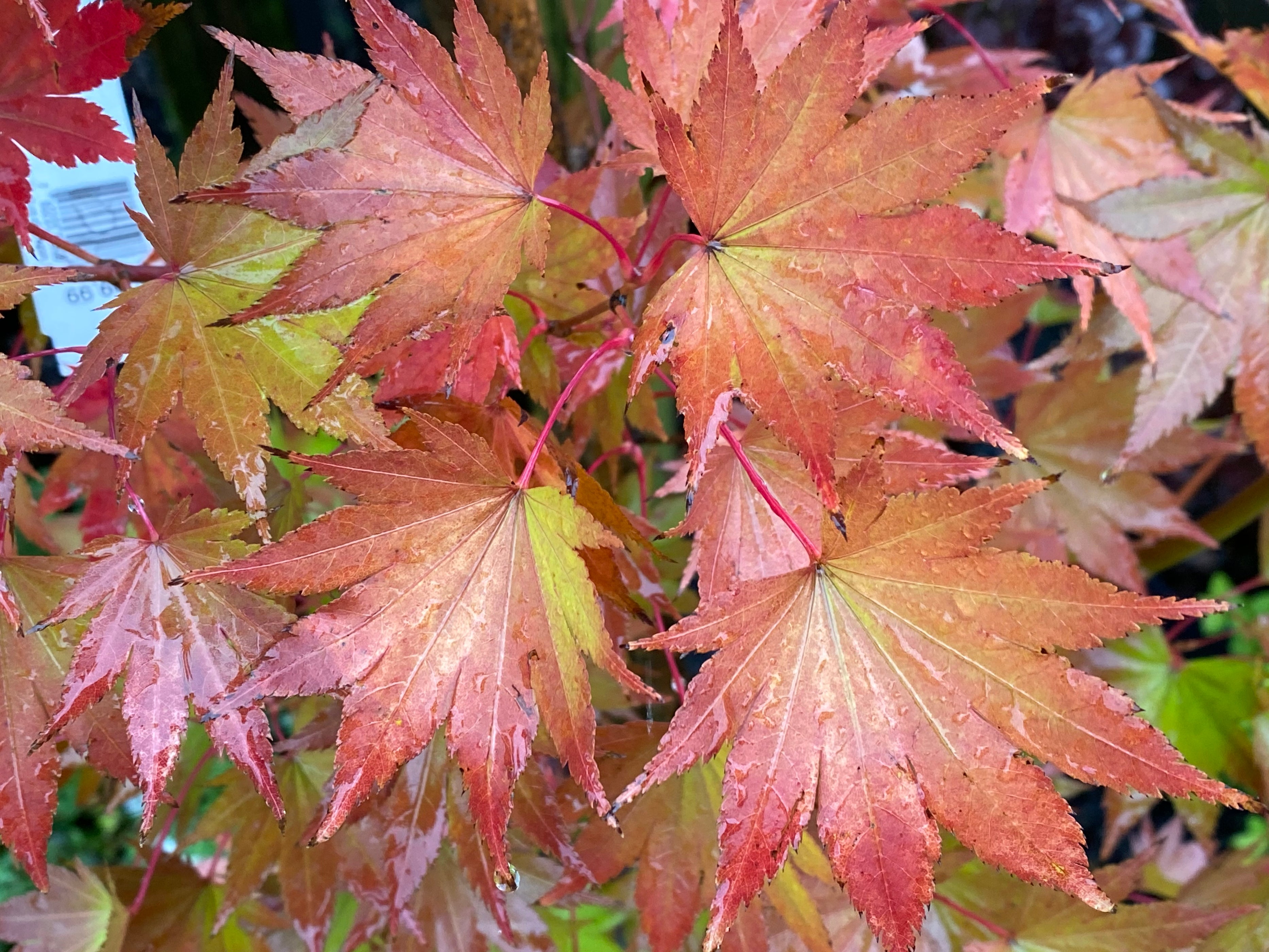 Buy Acer shirasawanum 'Jordan' Golden Full Moon Japanese Maple — Mr ...