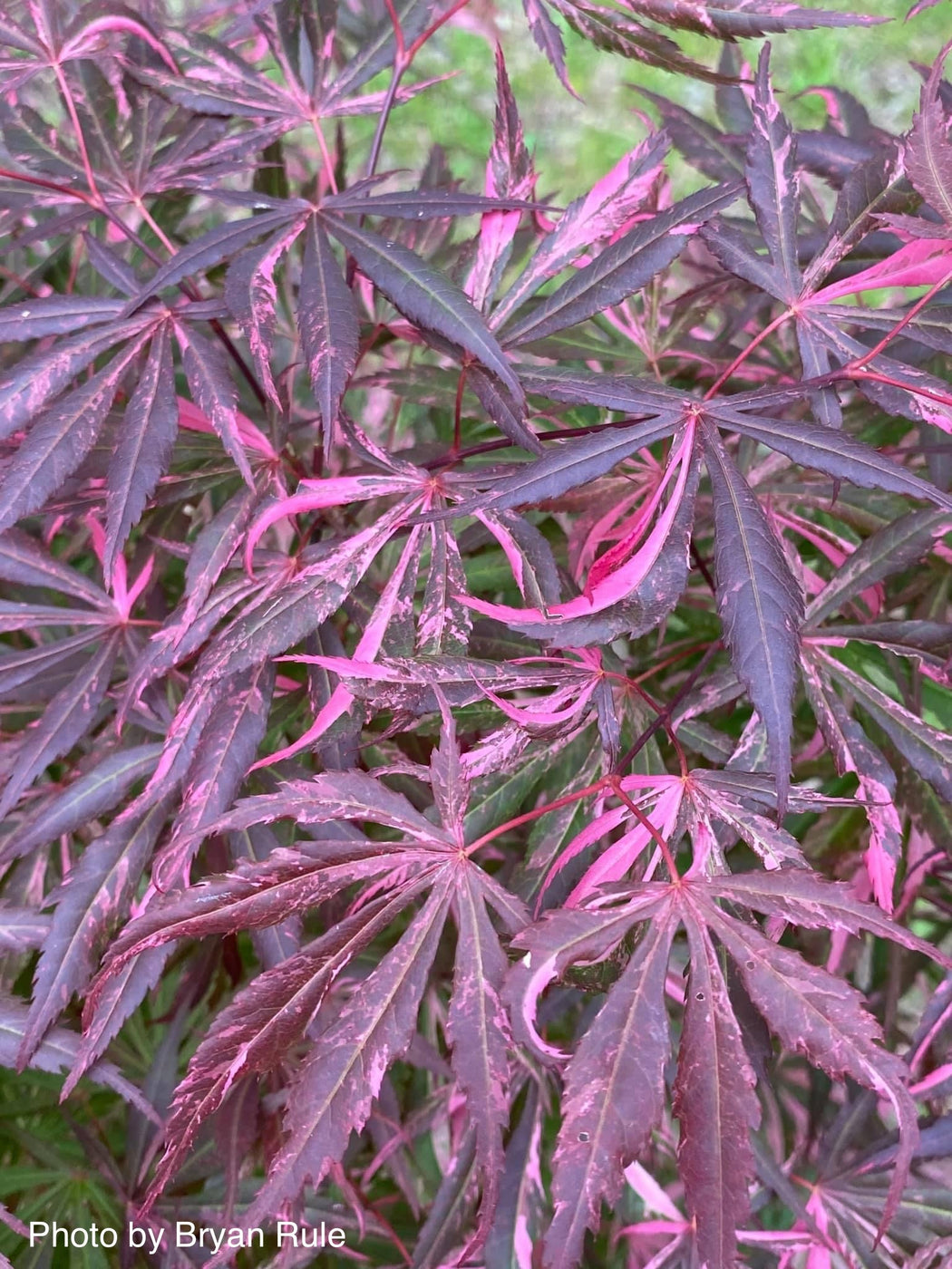 Buy Acer palmatum 'Lileeanne's Jewel' Japanese Maple — Mr Maple │ Buy ...