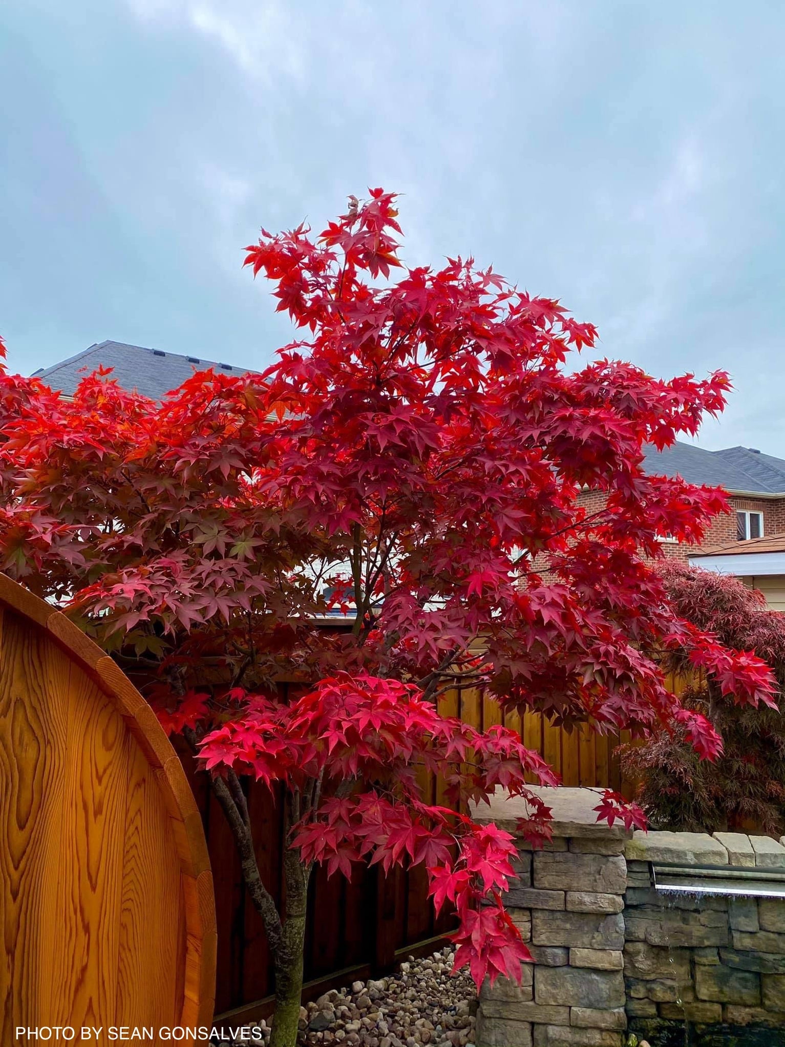 Buy Acer palmatum 'Osakazuki' Japanese Maple — Mr Maple │ Buy Japanese ...
