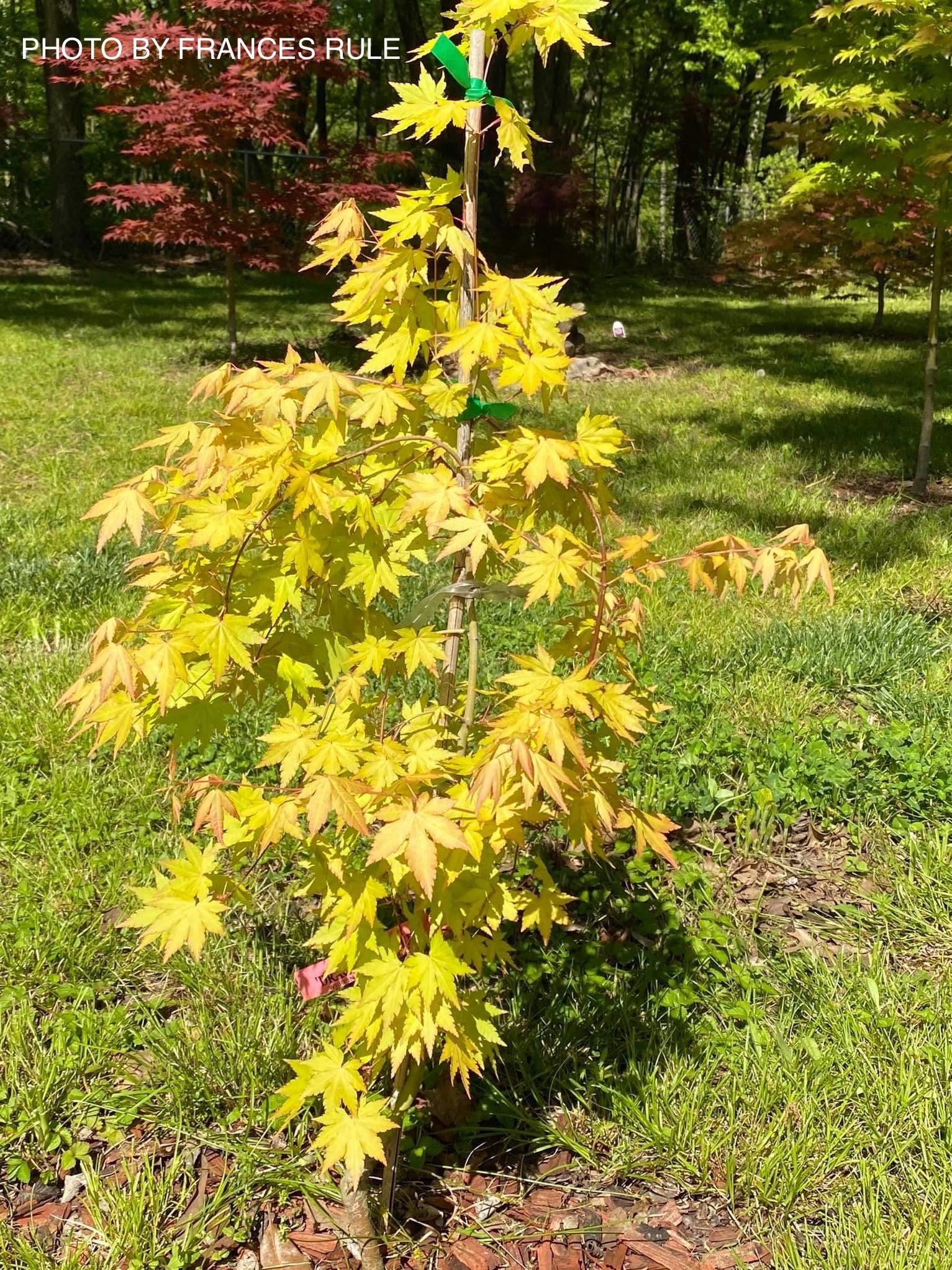 Buy Acer palmatum 'Dragon Master' Golden Weeping Japanese Maple — Mr ...