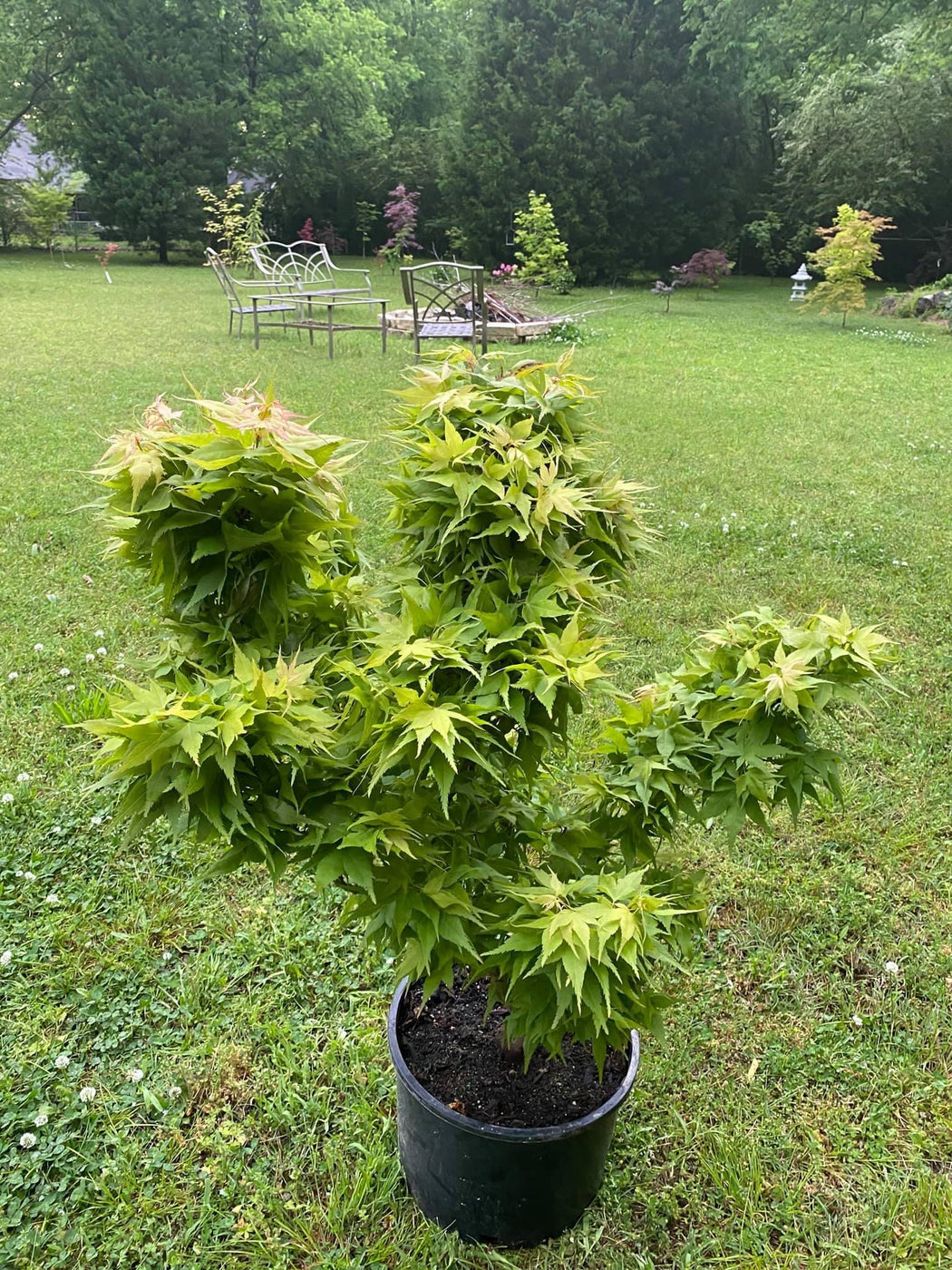 Buy Acer palmatum 'Japanese Princess' Dwarf Japanese Maple — Mr Maple ...