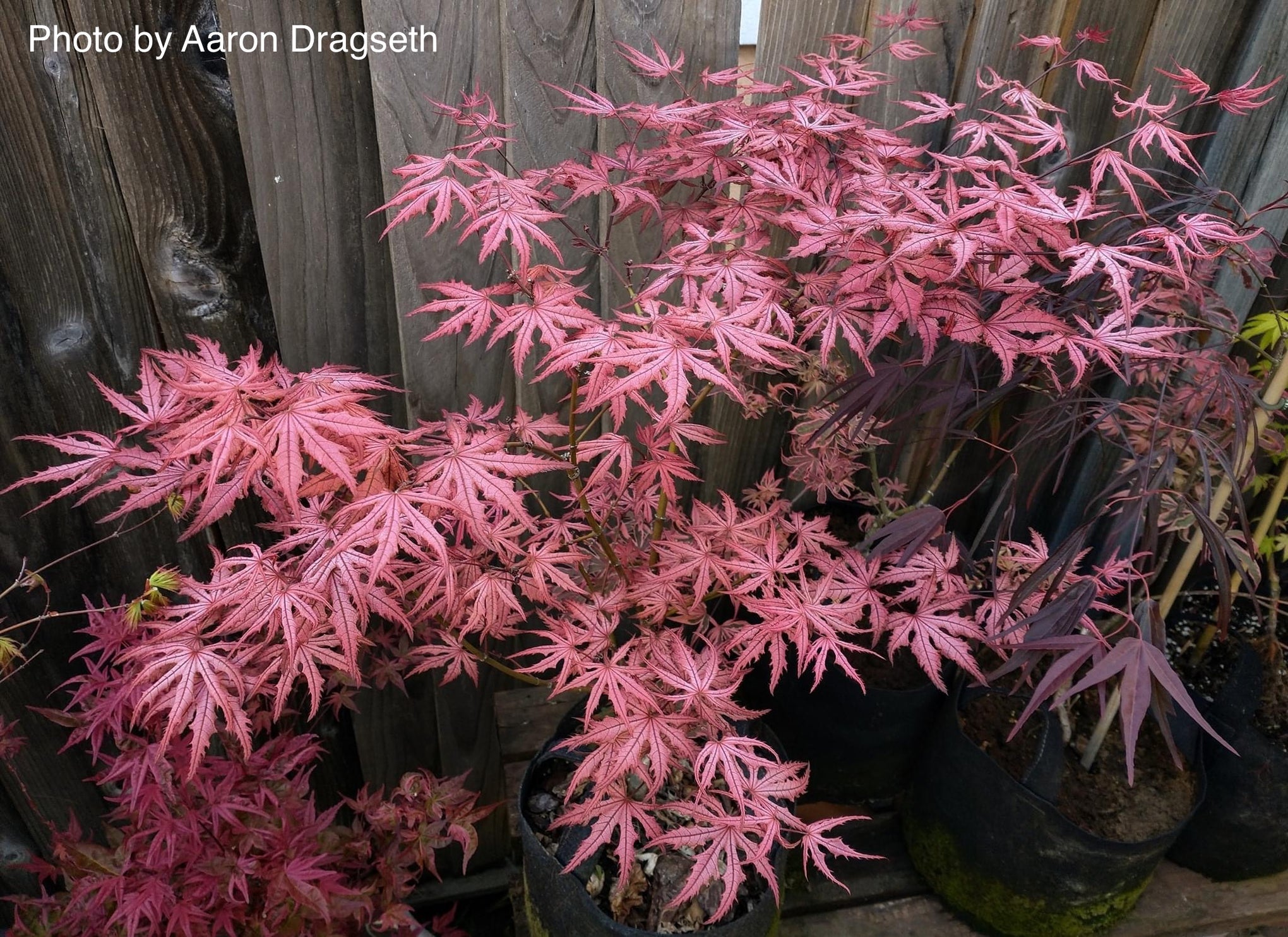Buy Acer palmatum 'Celebration' Japanese Maple — Mr Maple │ Buy ...