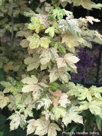 Buy Acer pseudoplatanus 'Esk Sunset' Rare Variegated Eskimo Sunset ...