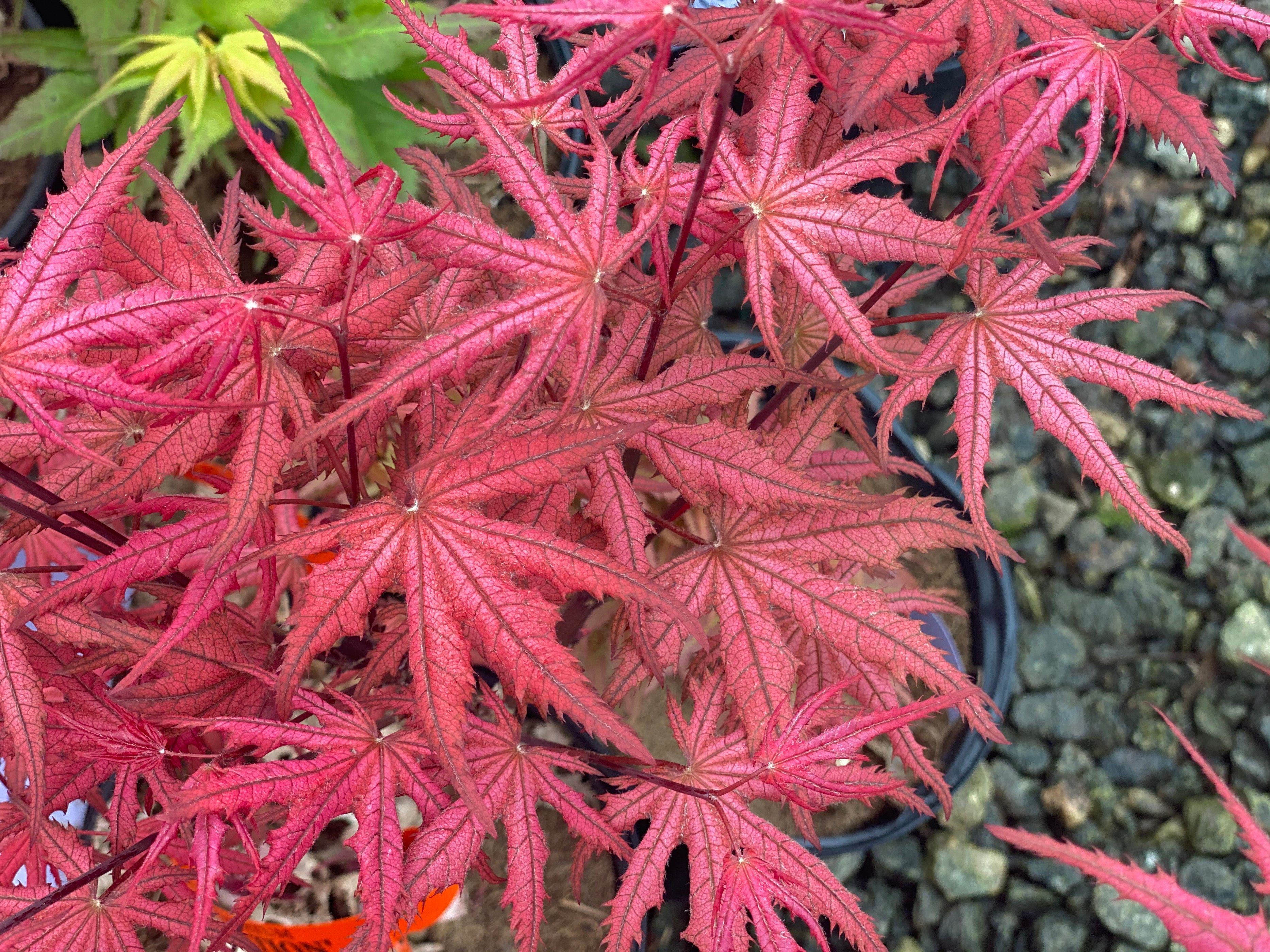 Buy Acer palmatum 'Celebration' Japanese Maple — Mr Maple │ Buy ...