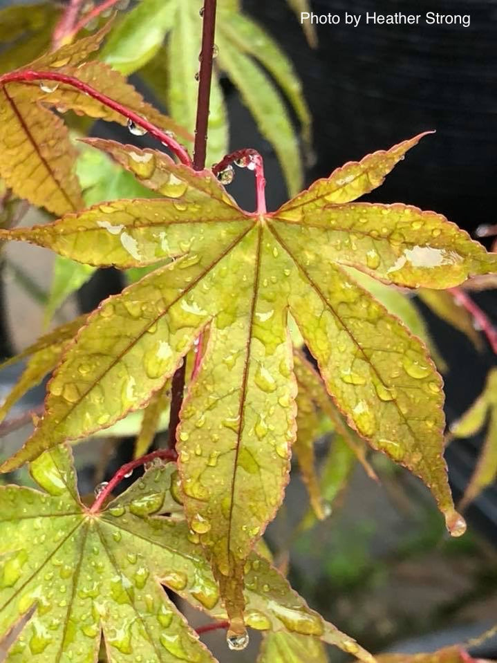 Buy Acer palmatum 'Osakazuki' Japanese Maple — Mr Maple │ Buy Japanese ...