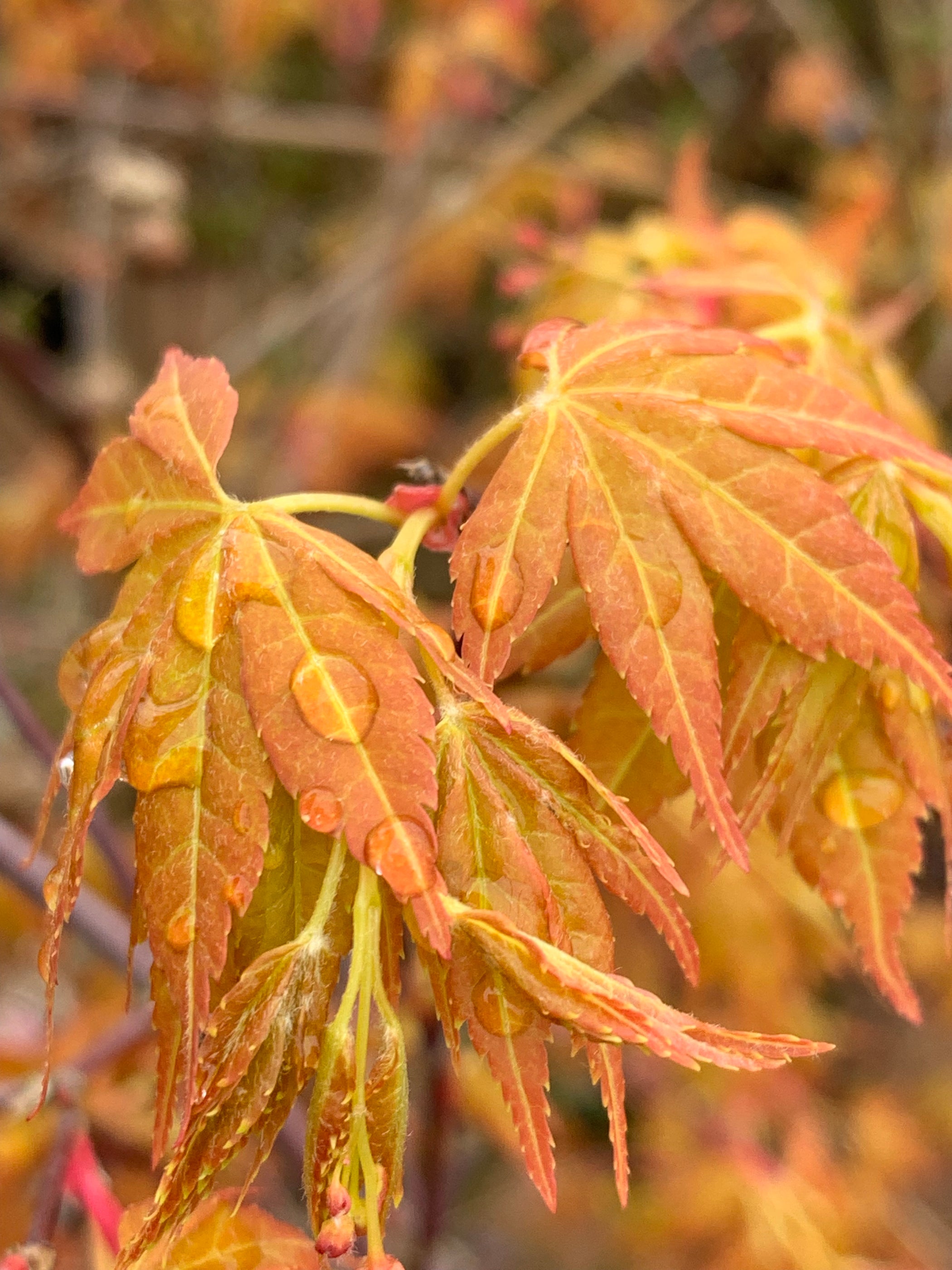 Buy Acer palmatum 'Kristin's Star' Japanese Maple — Mr Maple │ Buy ...