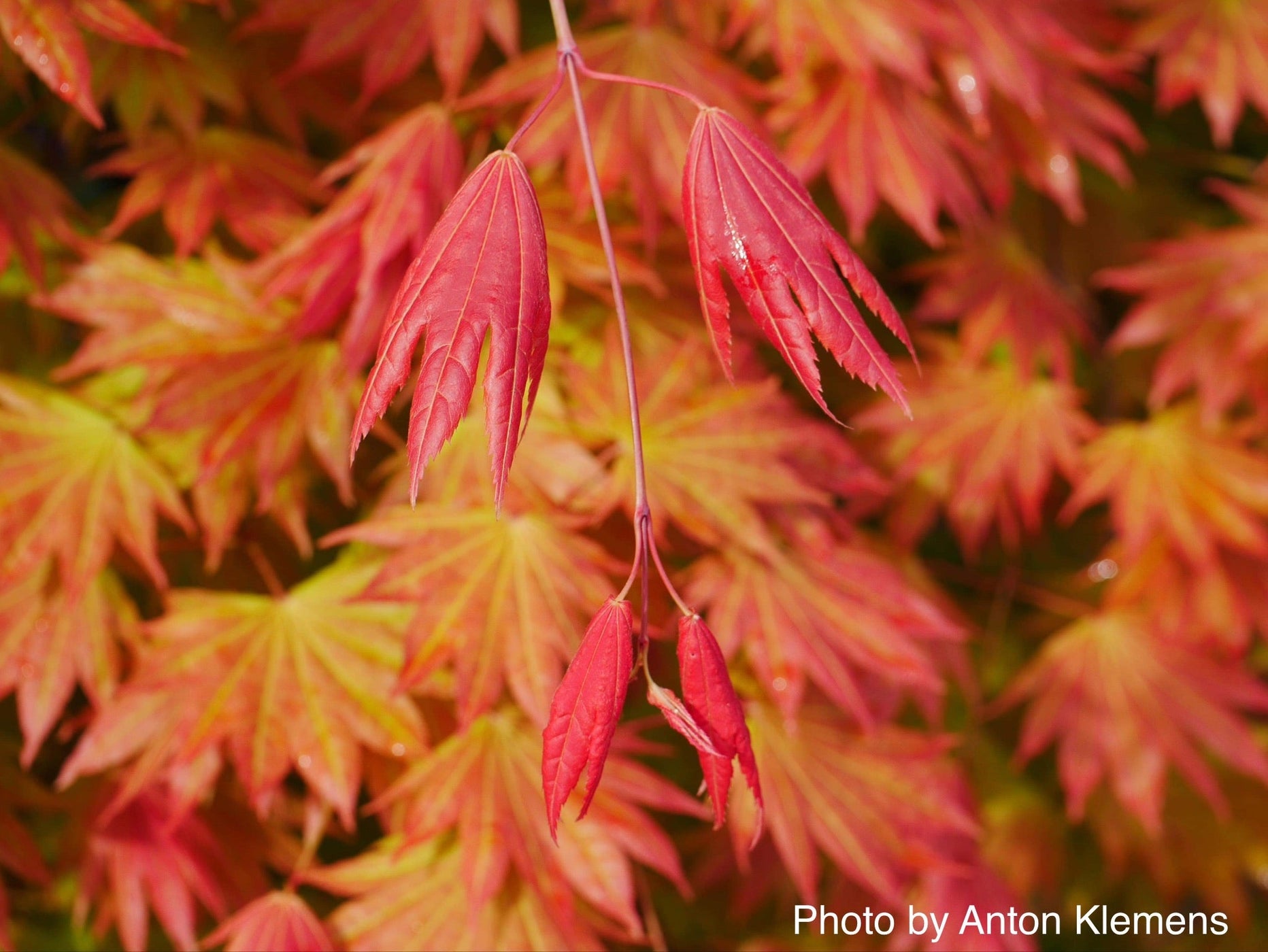 Buy Acer shirasawanum Moonrise™ Full Moon Japanese Maple — Mr Maple ...