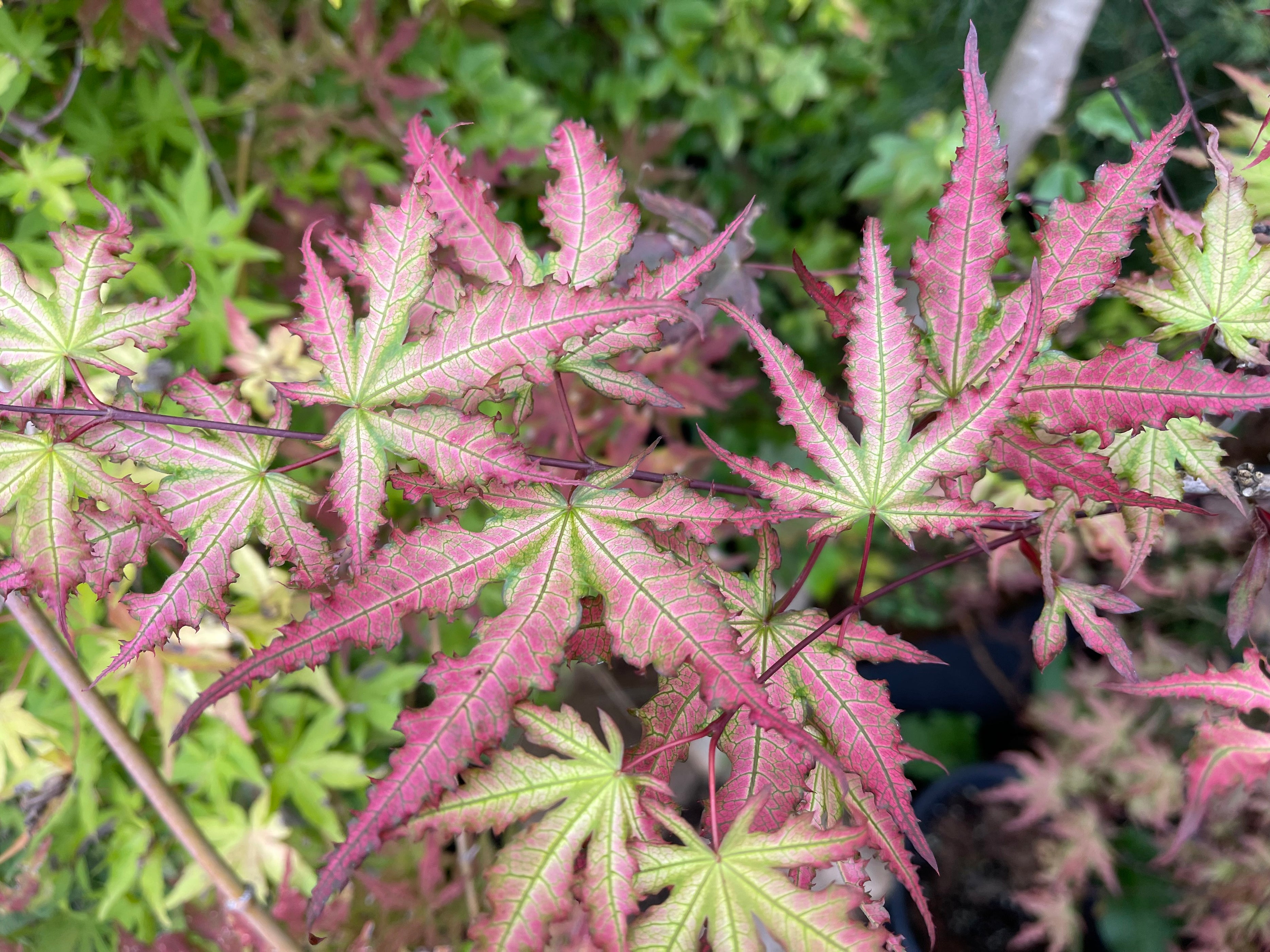 Buy Acer palmatum 'Firefly' Japanese Maple — Mr Maple │ Buy Japanese ...