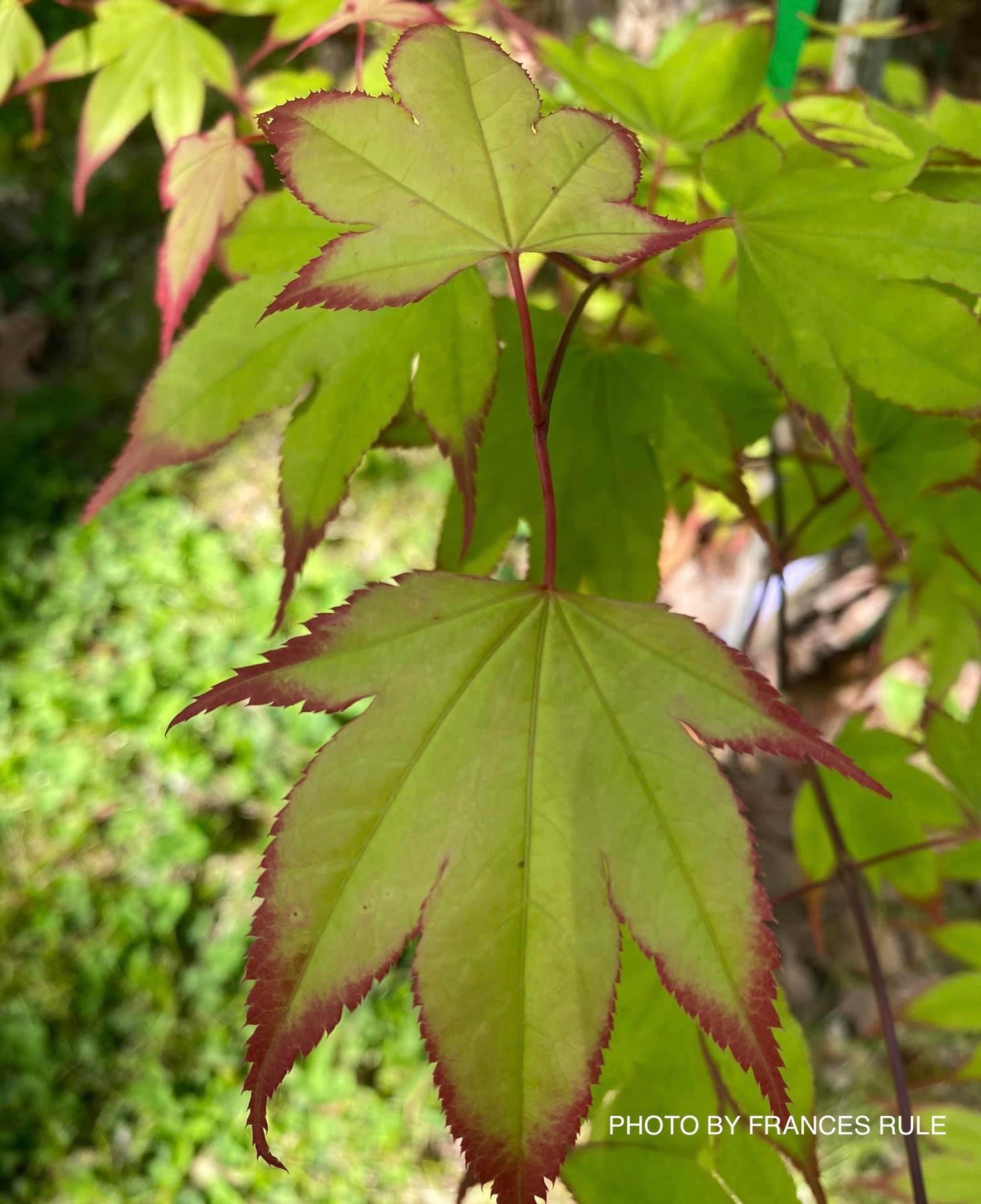 Buy Acer palmatum 'Tsuma Gaki' Japanese Maple — Mr Maple │ Buy Japanese ...