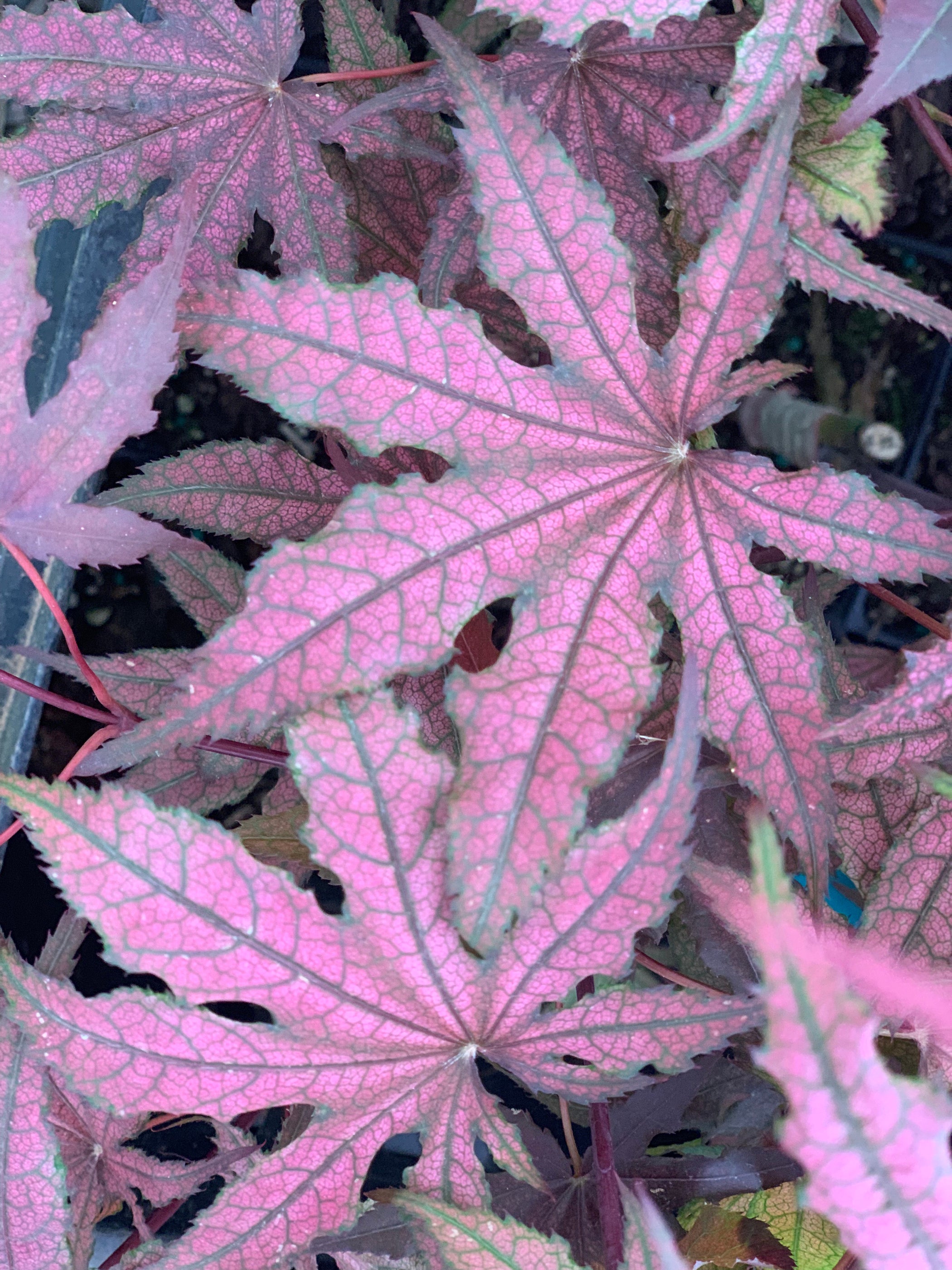 Buy Acer palmatum 'Frosted Purple' Japanese Maple — Mr Maple │ Buy ...