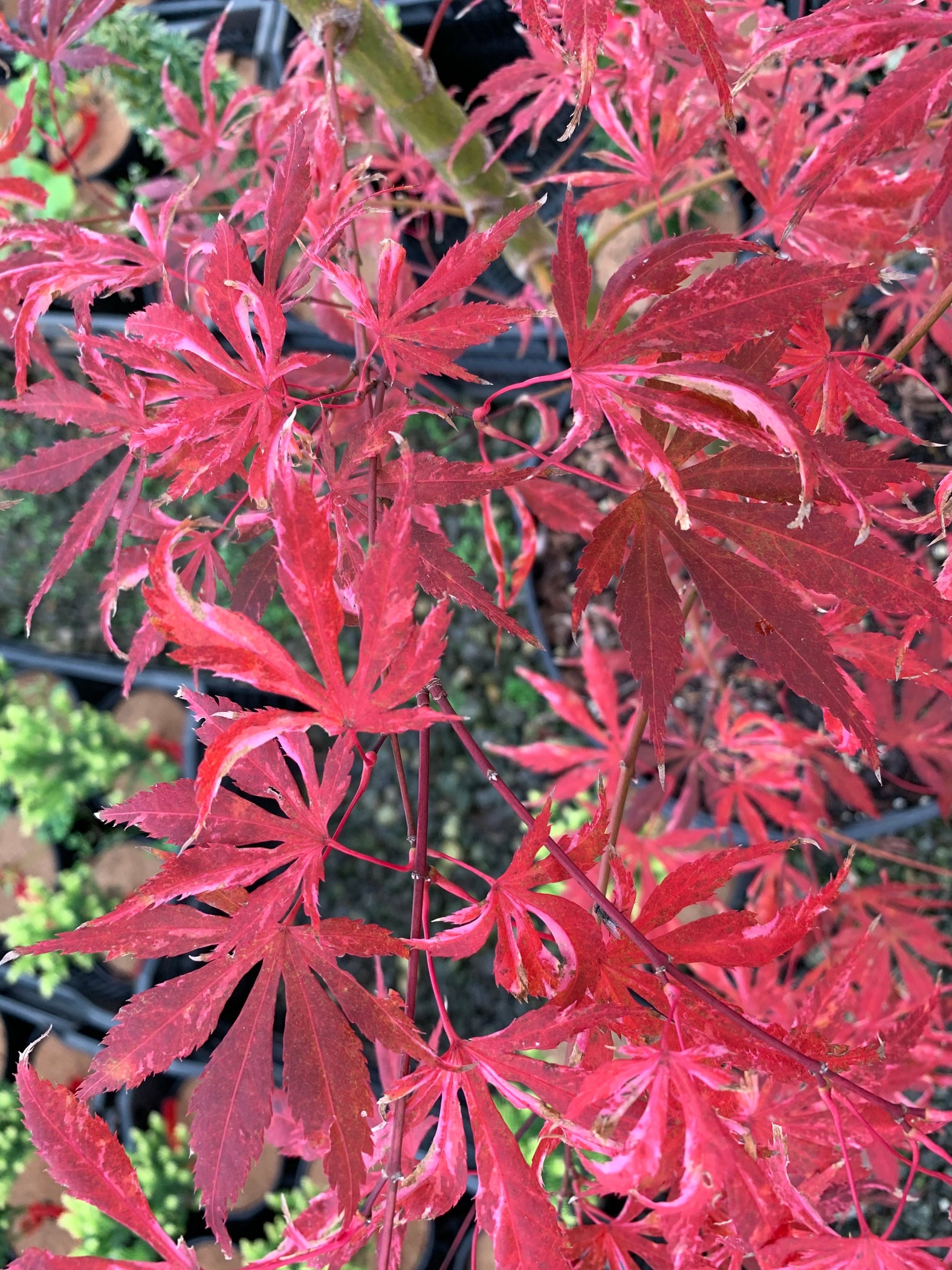 Buy Acer palmatum 'Lileeanne's Jewel' Japanese Maple — Mr Maple │ Buy ...