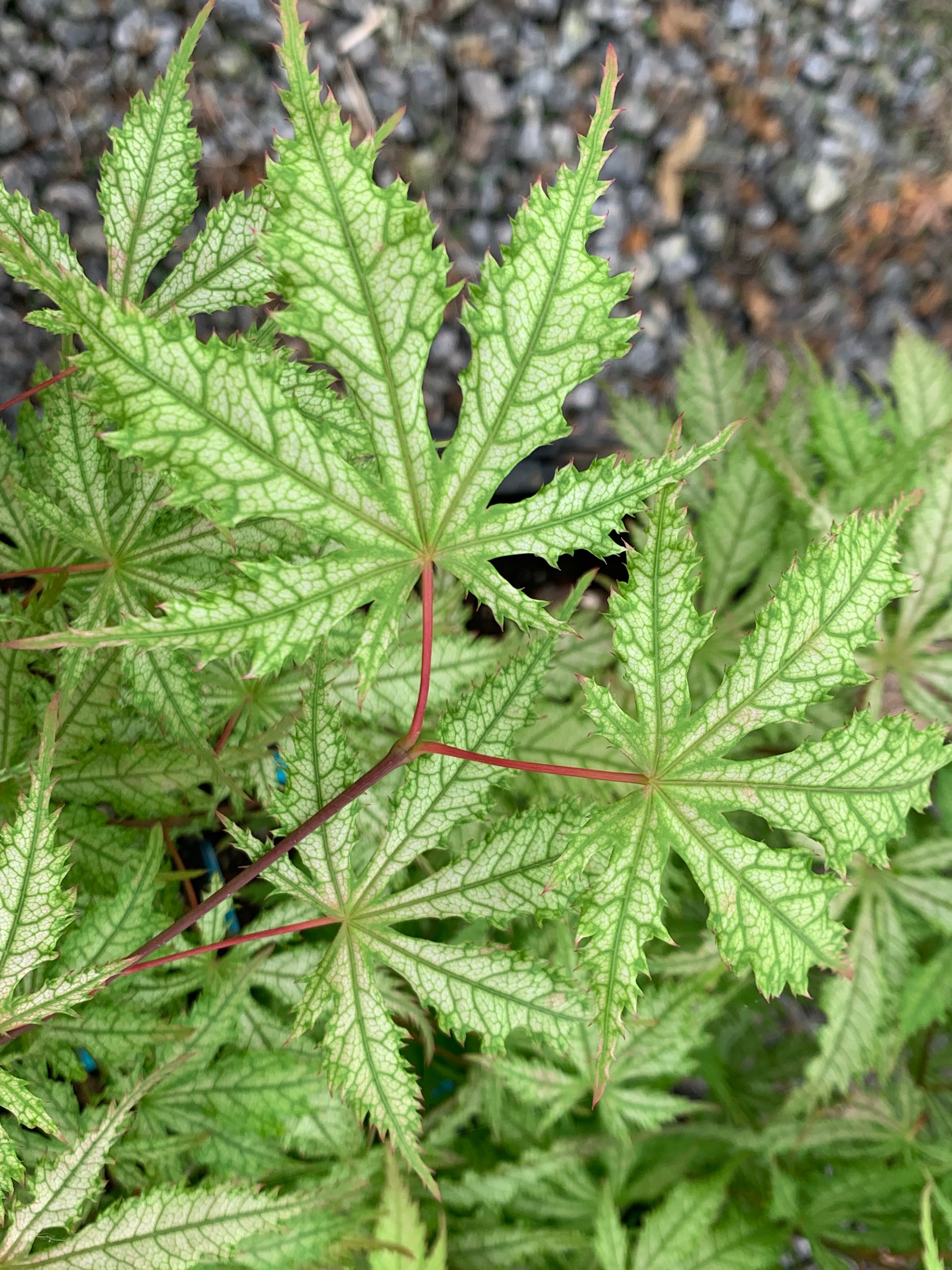 Buy Acer palmatum 'Grandma Ghost' Japanese Maple — Mr Maple │ Buy ...
