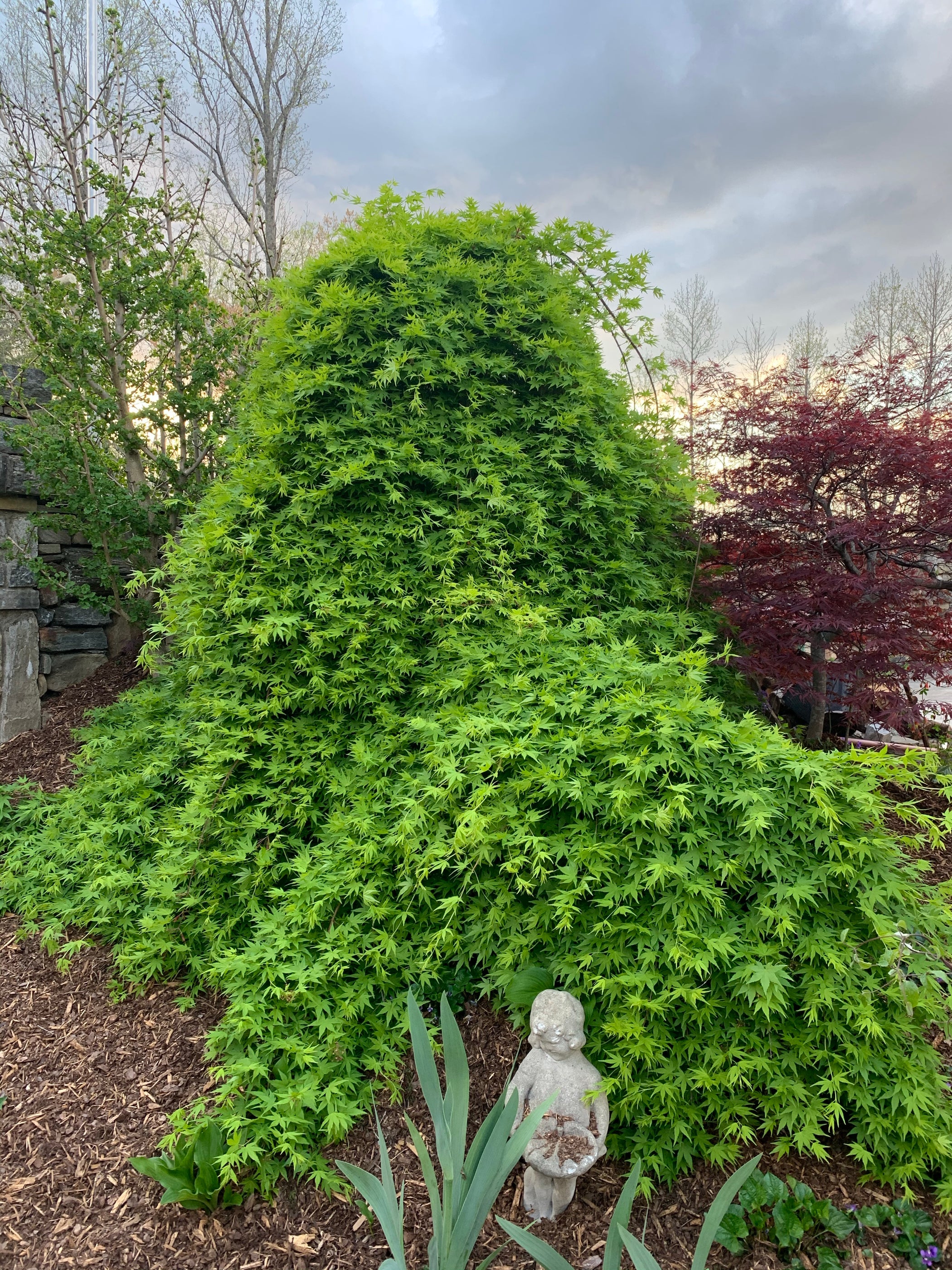 Buy Acer palmatum 'Ryusen' Japanese Maple — Mr Maple │ Buy Japanese ...