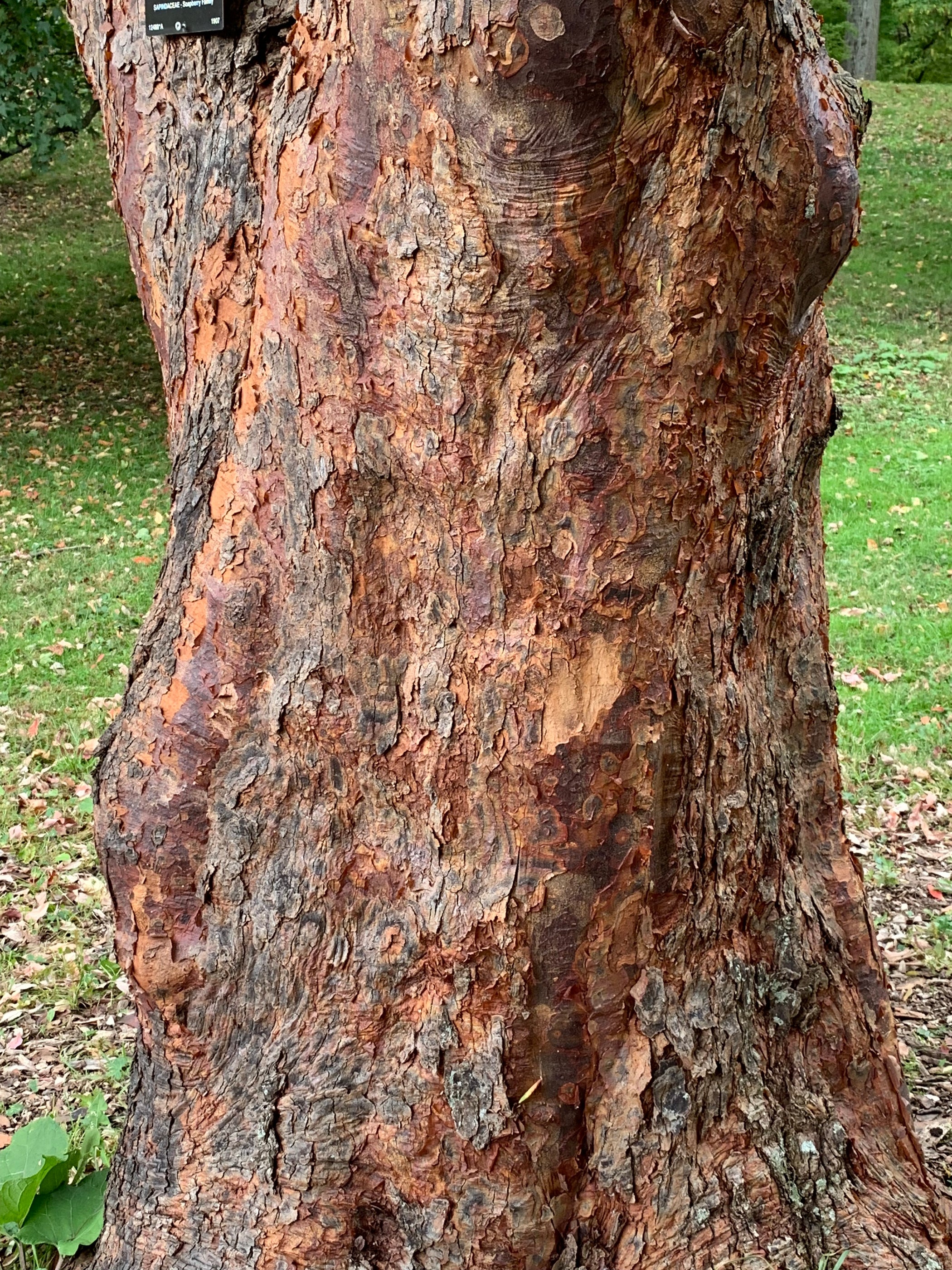 Buy Acer griseum - Paperbark Maple — Mr Maple │ Buy Japanese Maple Trees