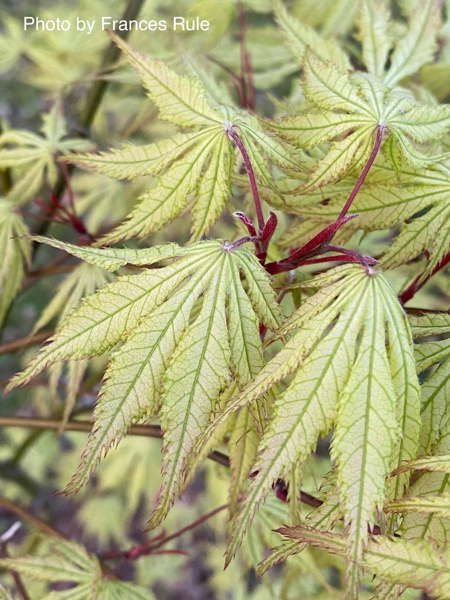 Buy Acer palmatum 'Grandma Ghost' Japanese Maple — Mr Maple │ Buy ...