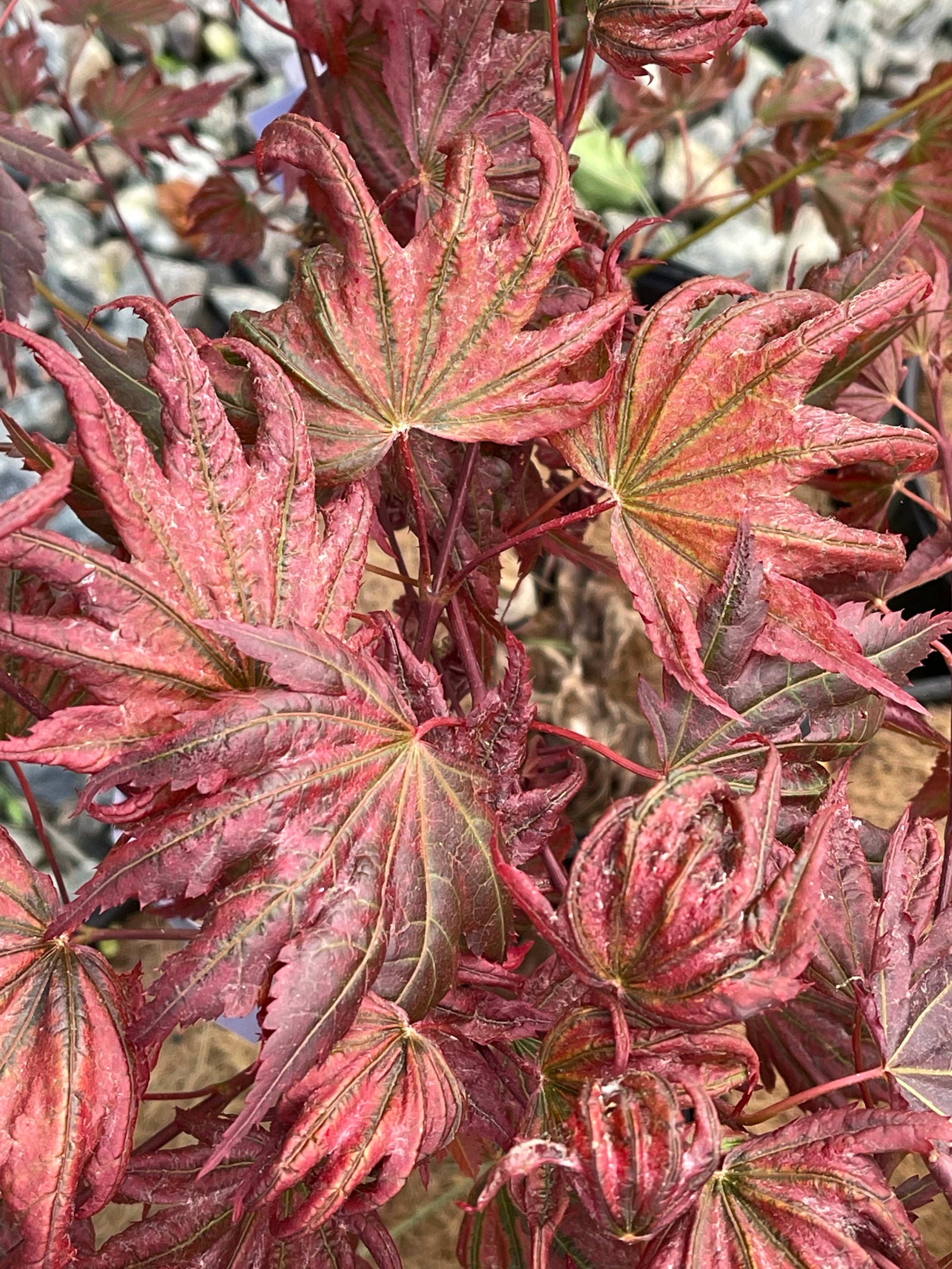 Buy Acer palmatum x 'Purple Curl' Japanese Maple — Mr Maple │ Buy ...