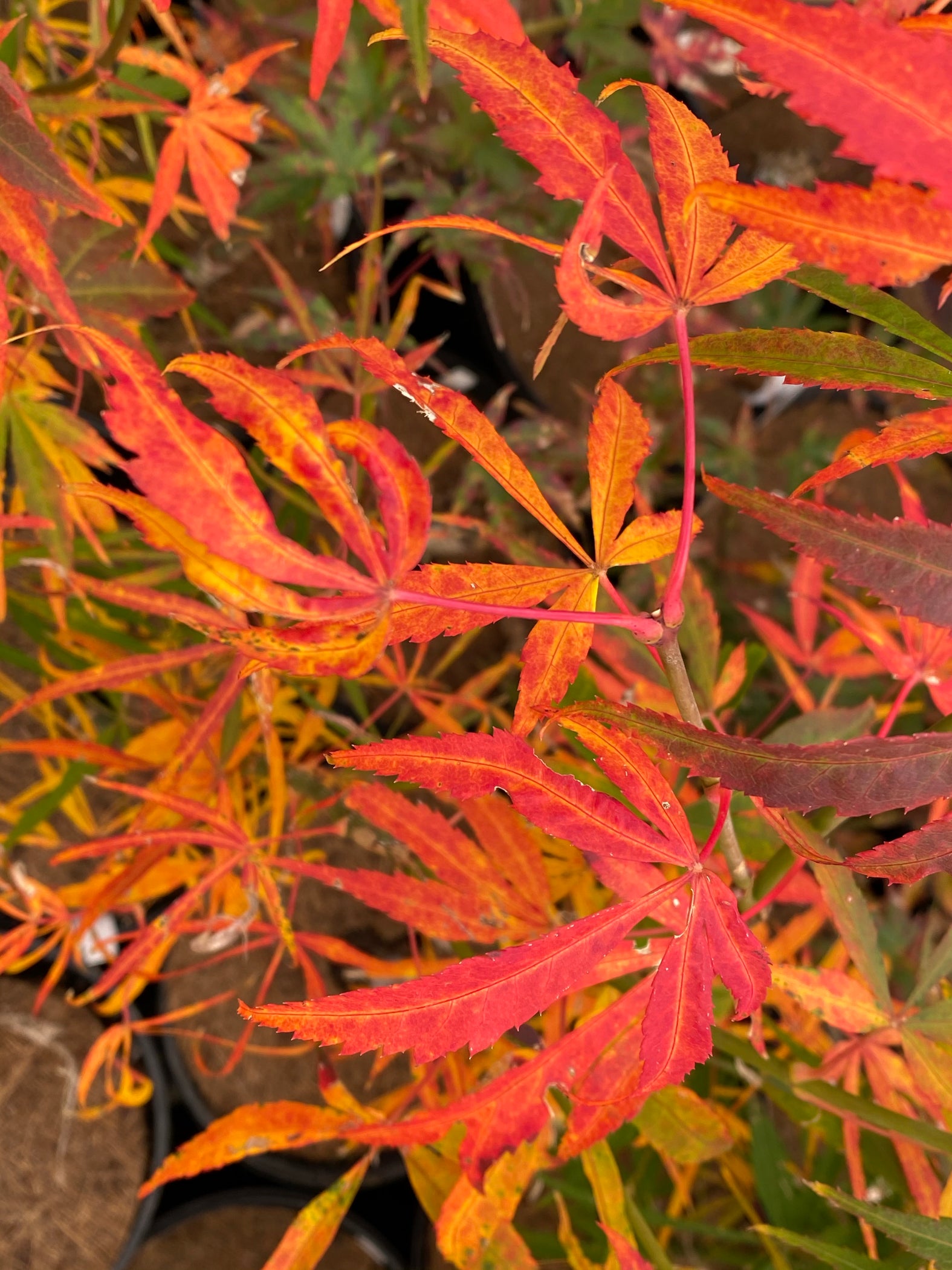 Buy Acer palmatum 'Yellow Threads' Rare Japanese Maple — Mr Maple │ Buy ...