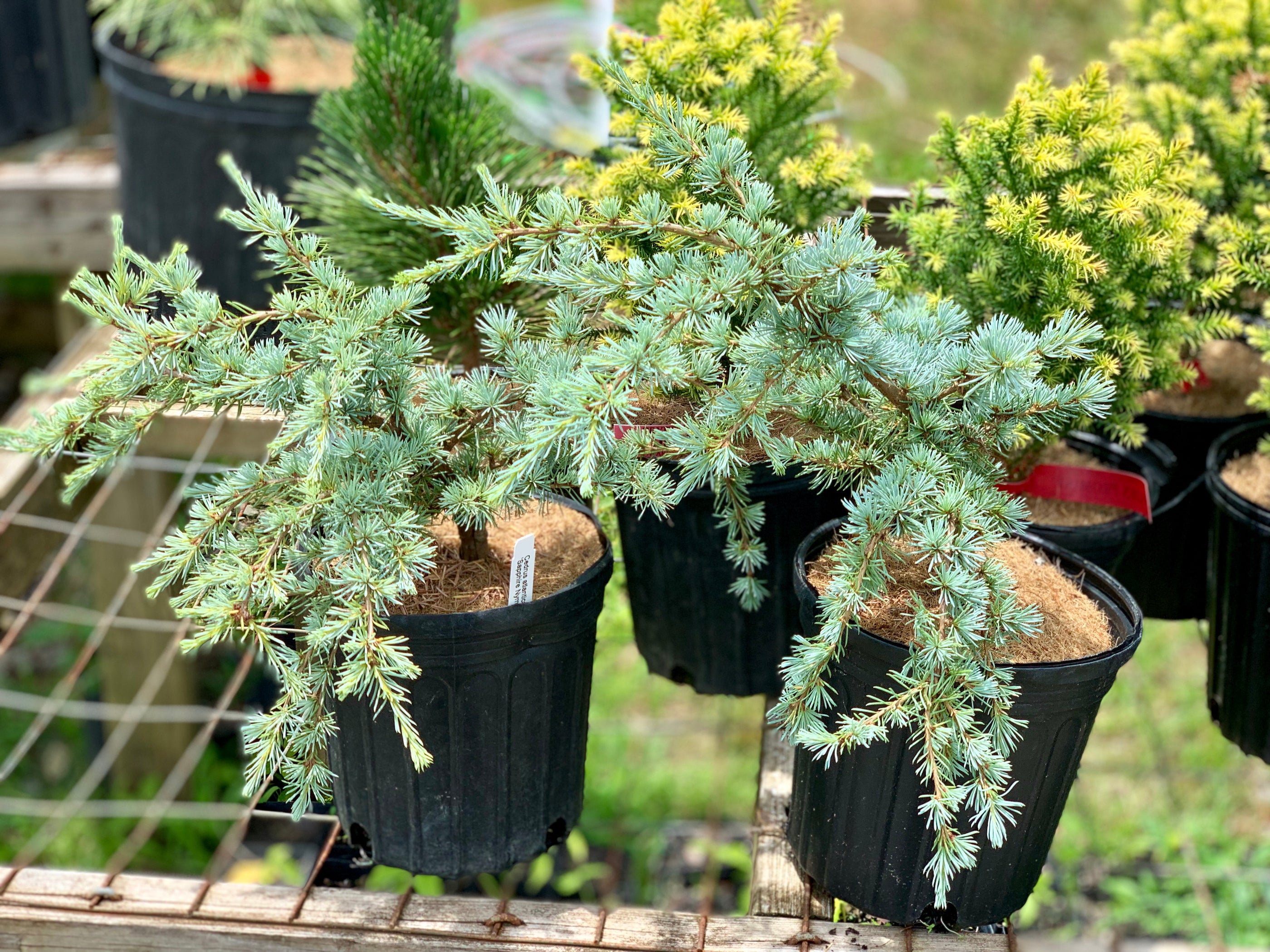 Buy Cedrus atlantica 'Sapphire Nymph' Dwarf Blue Atlas Cedar — Mr Maple ...