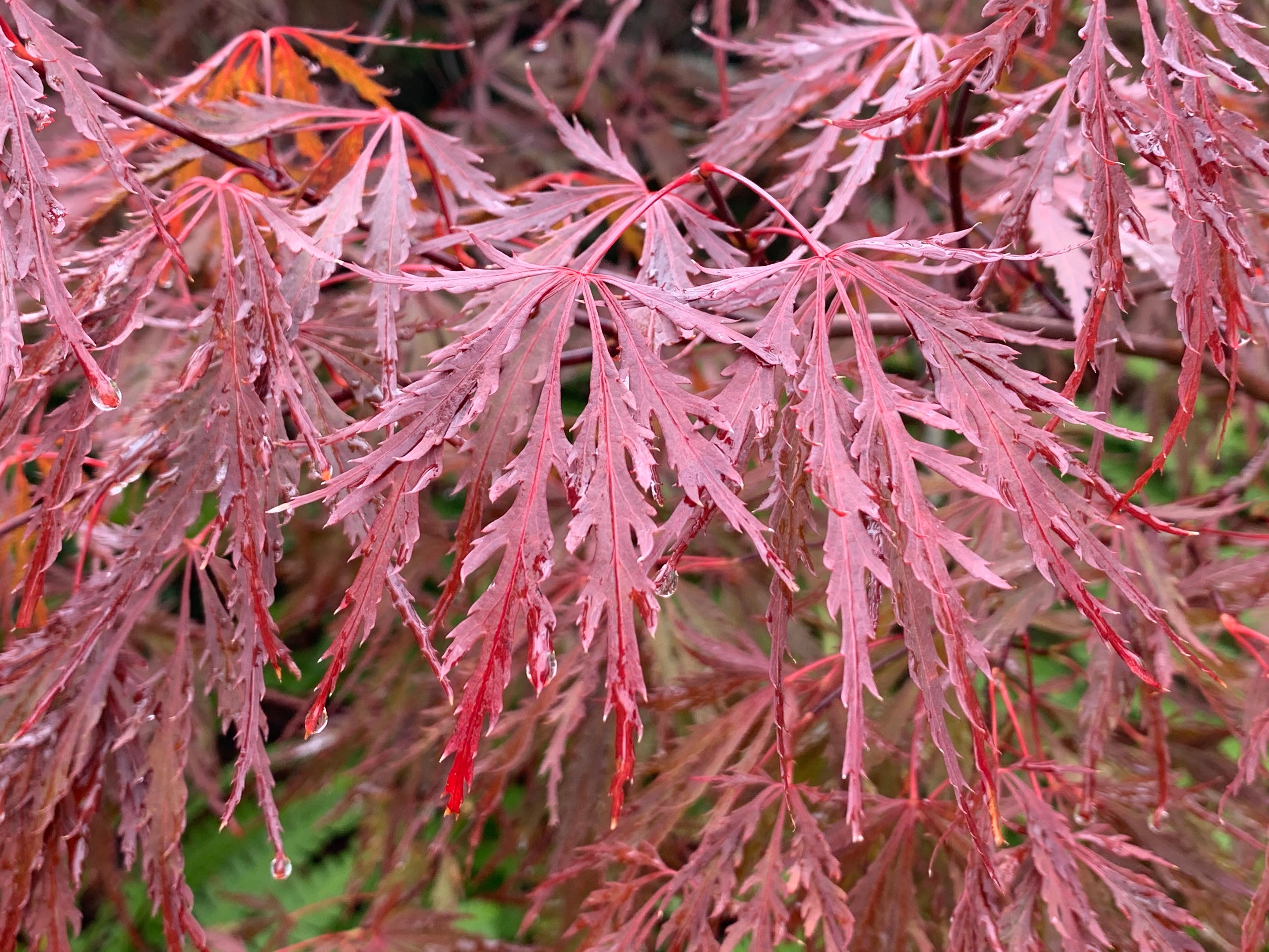 Buy Acer palmatum dissectum 'Red Dragon' Dwarf Japanese Maple — Mr ...