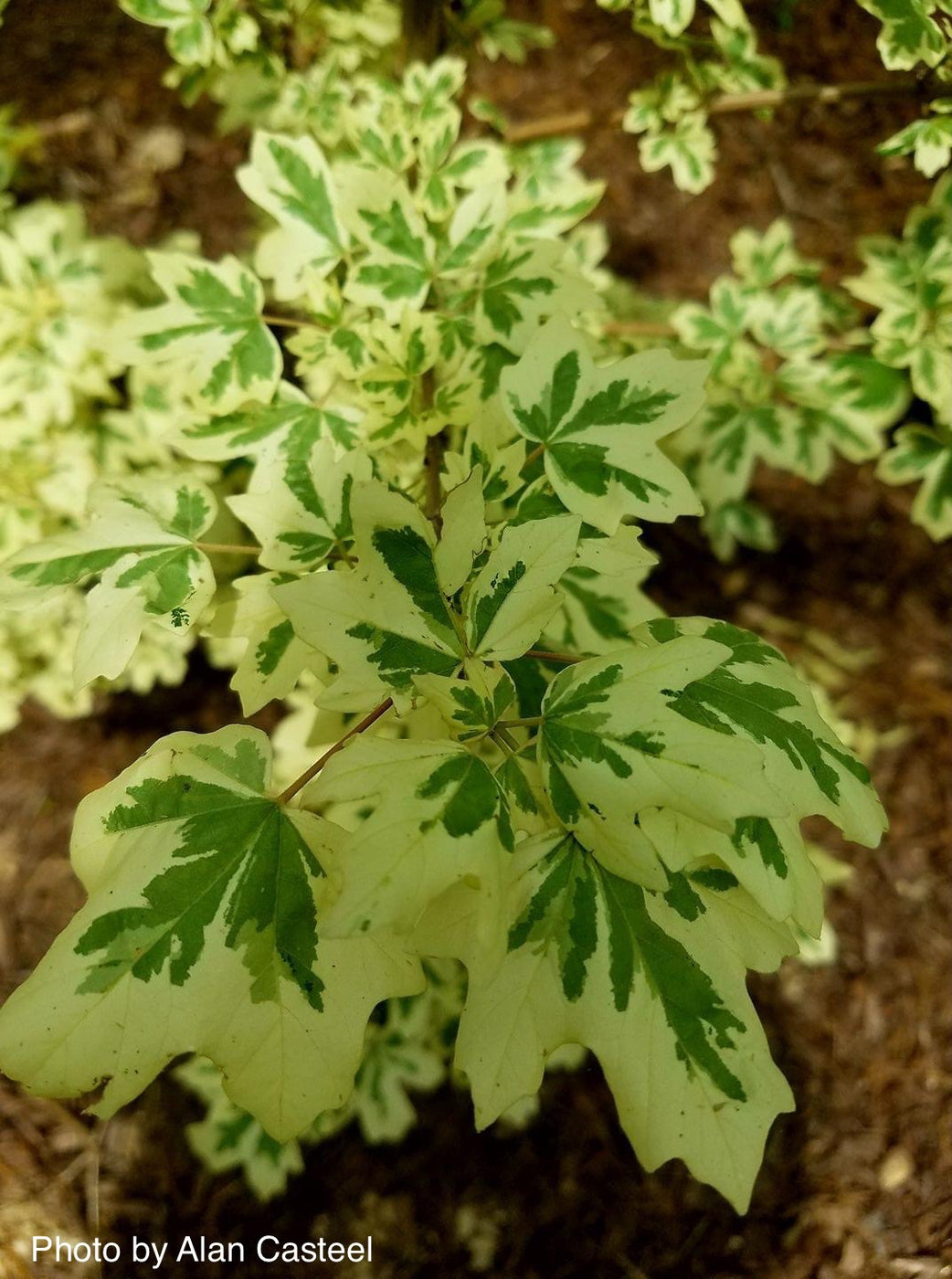 Buy Acer campestre 'Carnival' White Variegated Maple — Mr Maple │ Buy ...