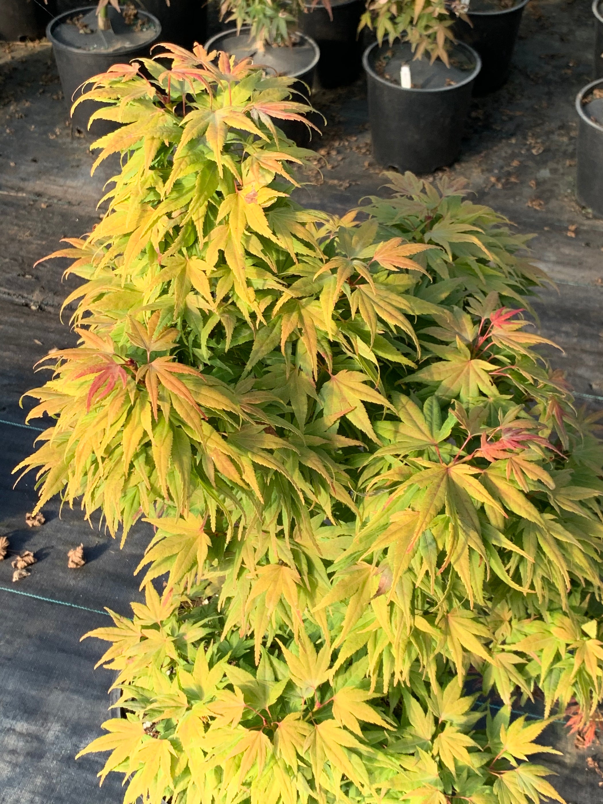 Buy Acer palmatum 'Mayday' Rare Dwarf Japanese Maple — Mr Maple │ Buy ...