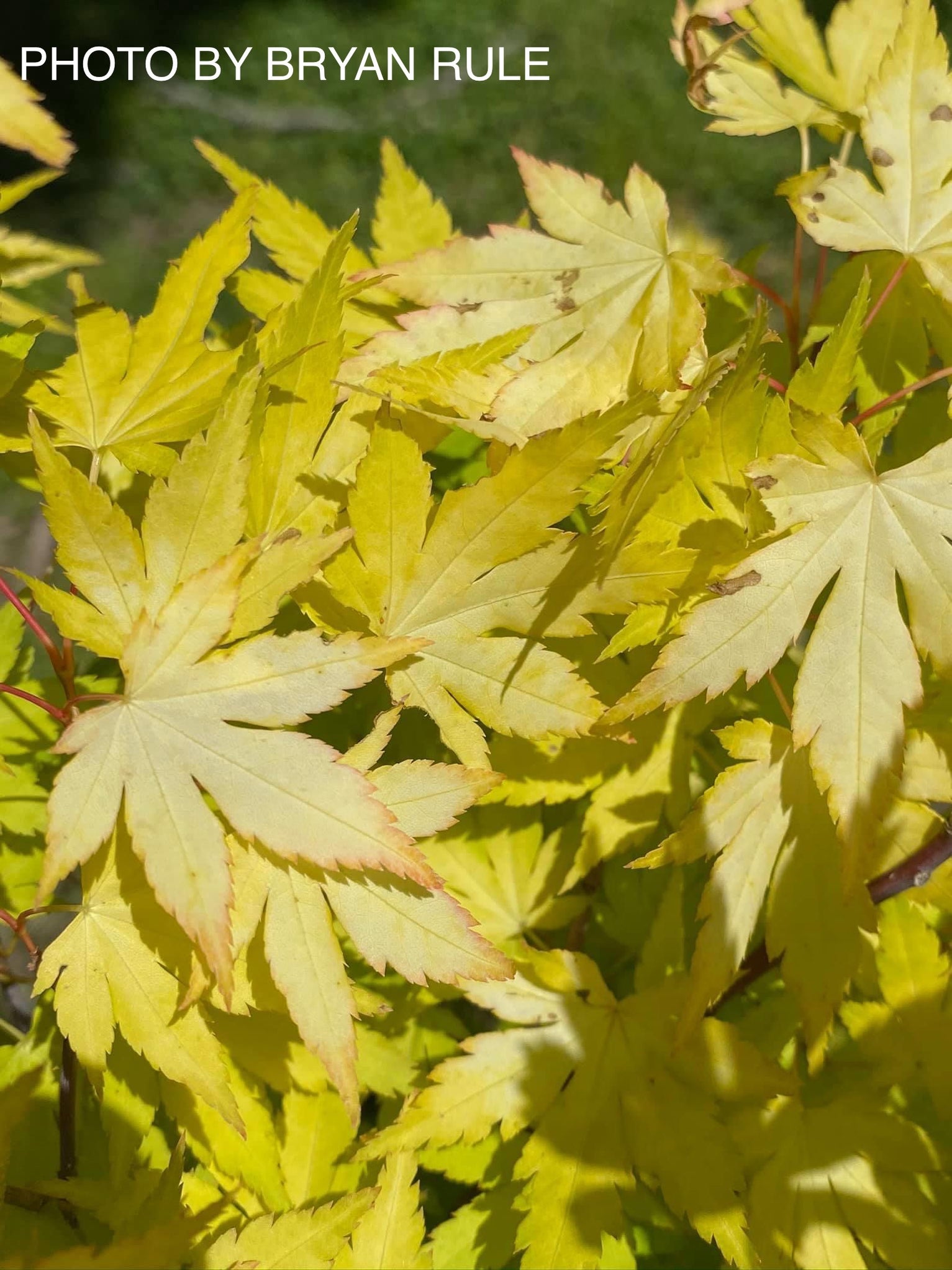 Buy Acer palmatum 'Orange Dream' Japanese Maple — Mr Maple │ Buy ...