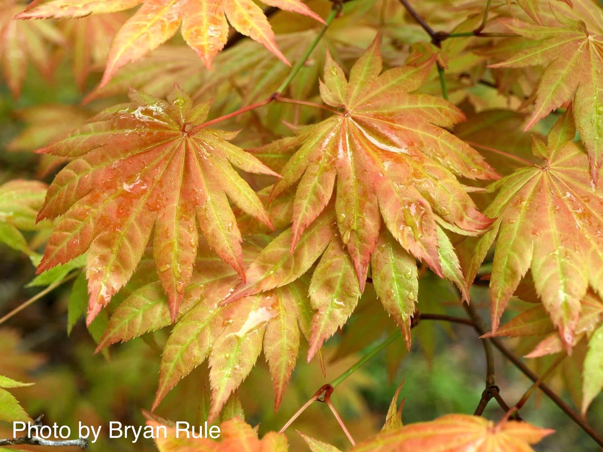 Buy Acer shirasawanum Moonrise™ Full Moon Japanese Maple — Mr Maple ...