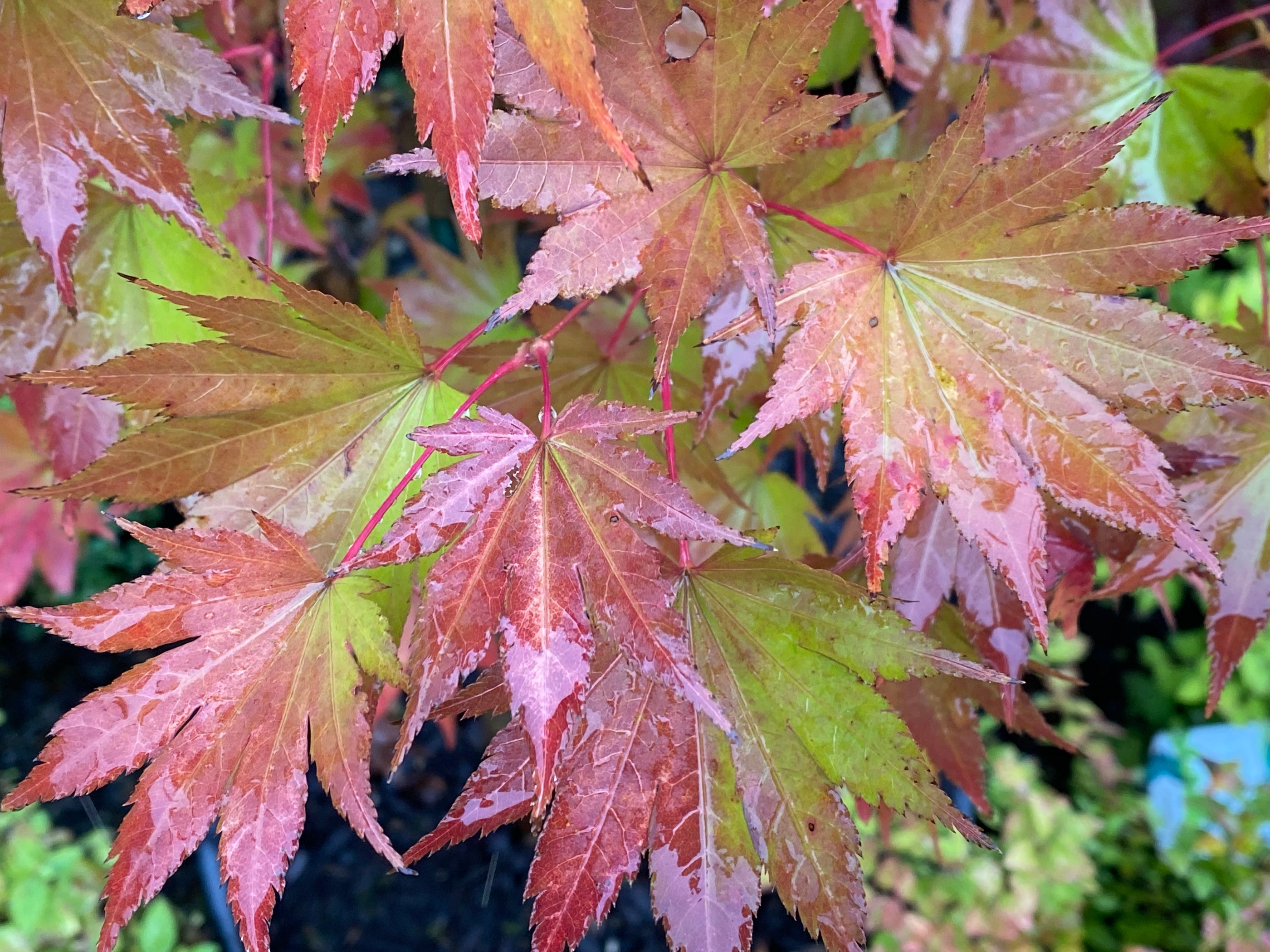 Buy Acer shirasawanum 'Jordan' Golden Full Moon Japanese Maple — Mr ...