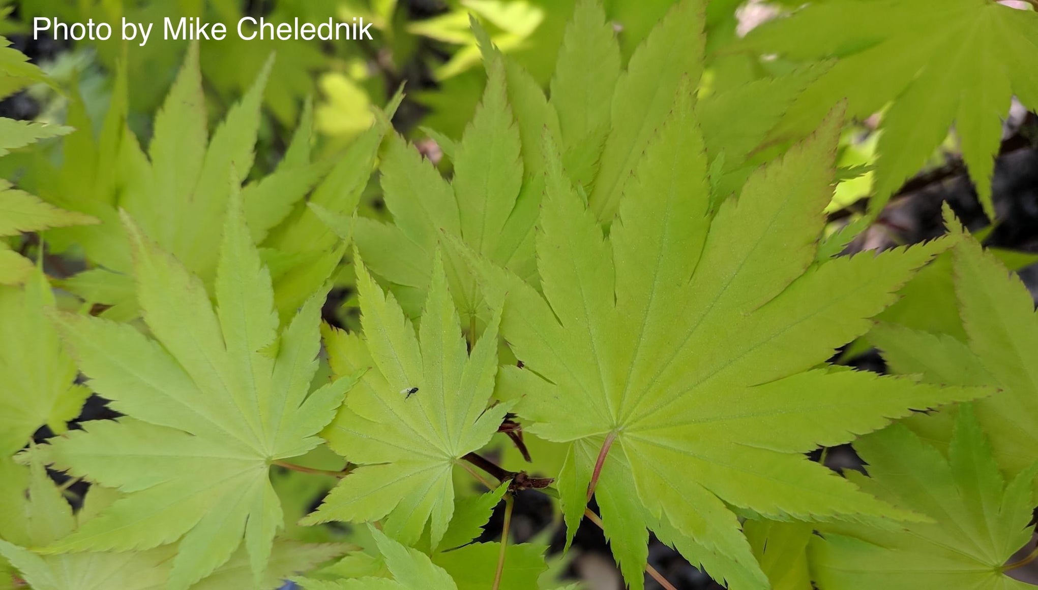 Buy Acer shirasawanum 'Jordan' Golden Full Moon Japanese Maple — Mr ...