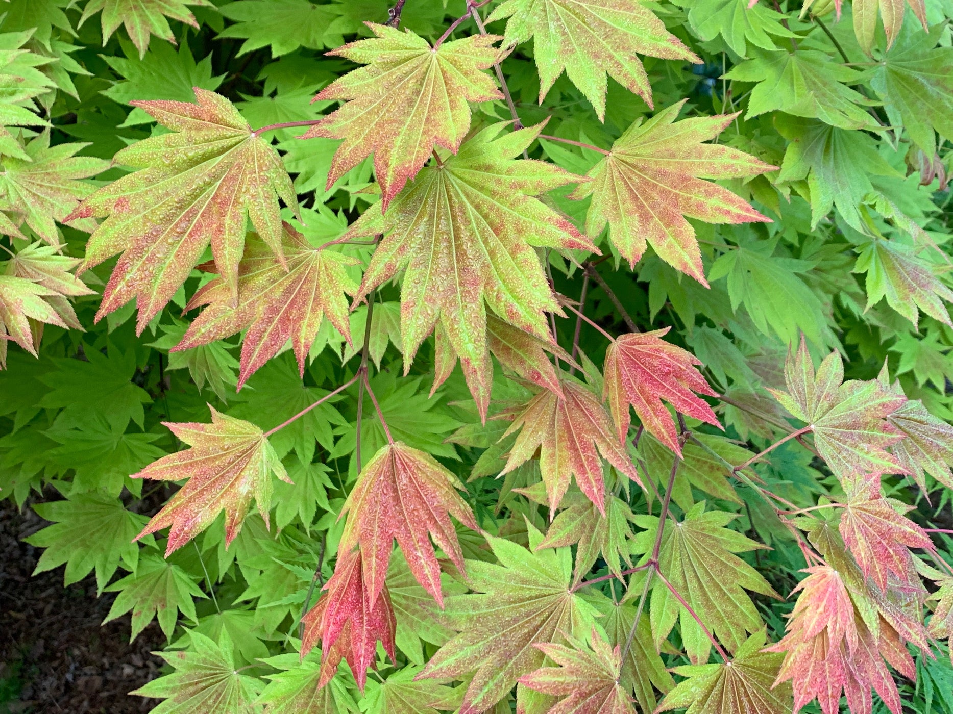 Buy Acer shirasawanum Moonrise™ Full Moon Japanese Maple — Mr Maple ...