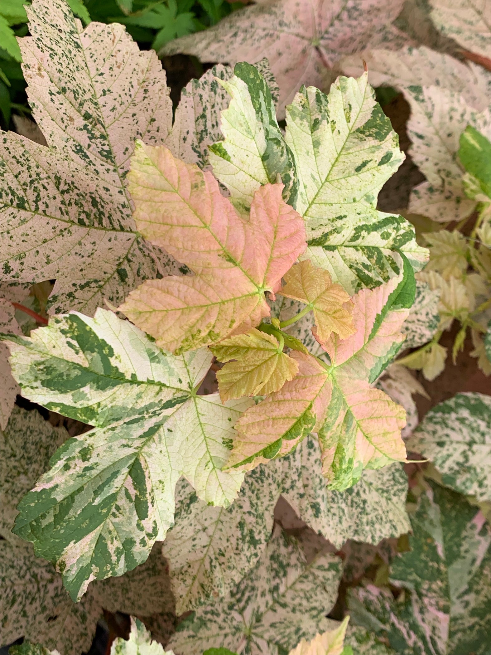Buy Acer pseudoplatanus 'Esk Sunset' Rare Variegated Eskimo Sunset ...