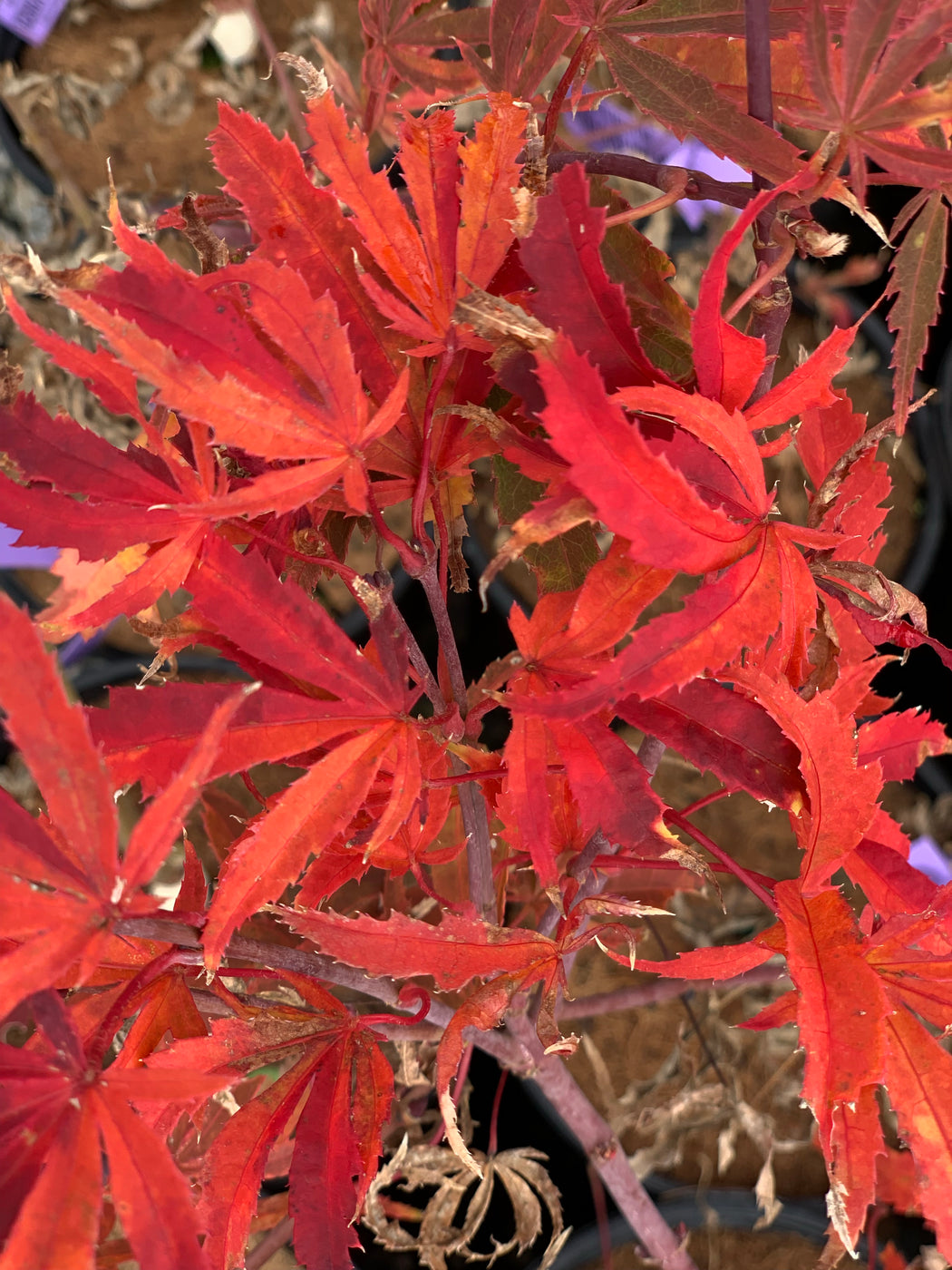 Buy Acer palmatum 'Geisha Gone Wild' Japanese Maple — Mr Maple │ Buy ...