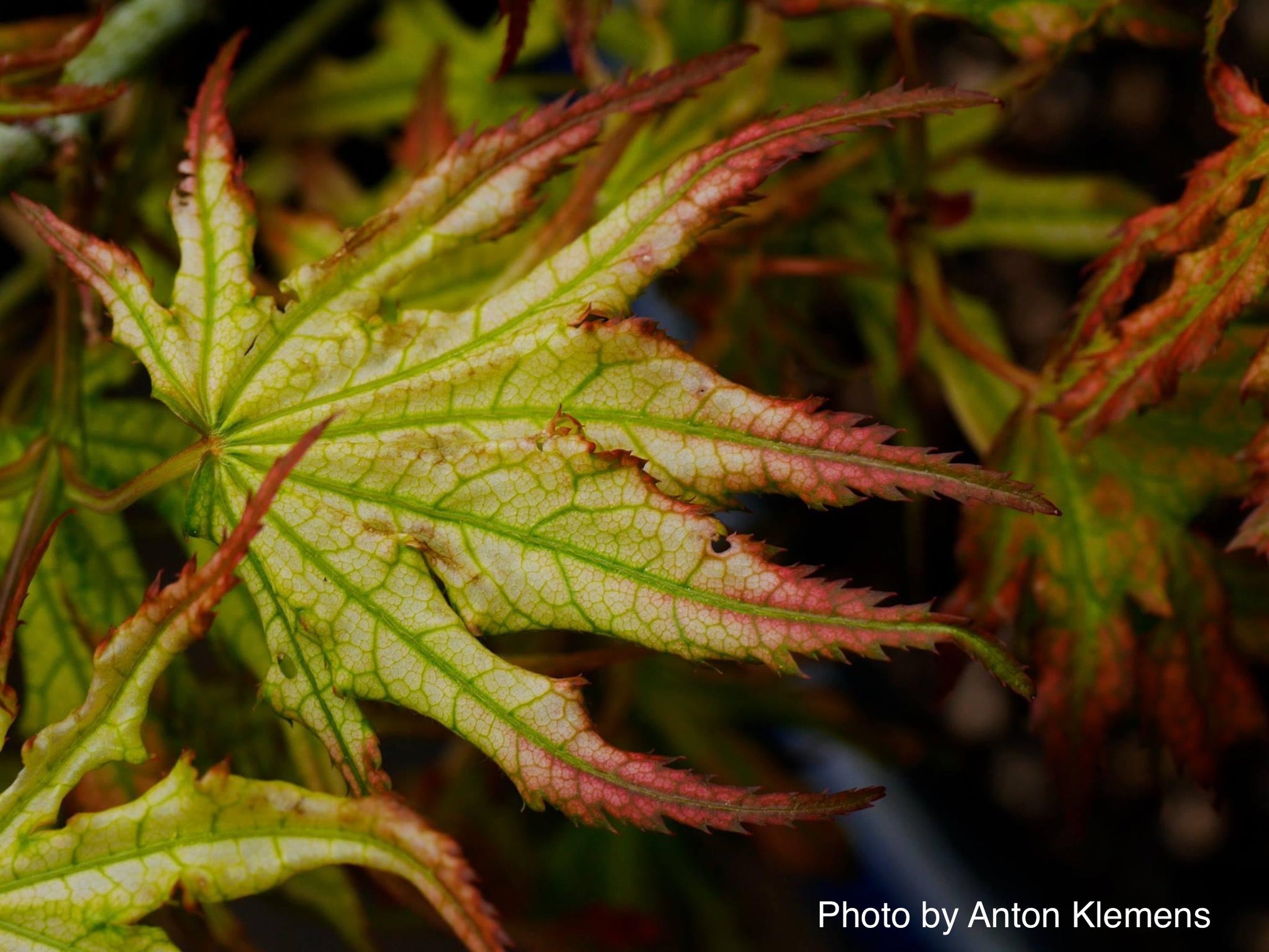 Buy Acer palmatum 'Phantom Flame' Japanese Maple — Mr Maple │ Buy ...