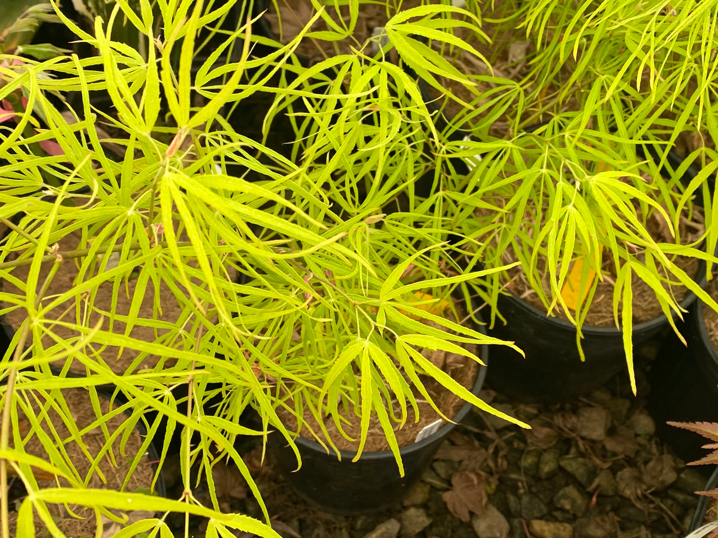 Buy Acer palmatum 'Yellow Threads' Rare Japanese Maple — Mr Maple │ Buy ...