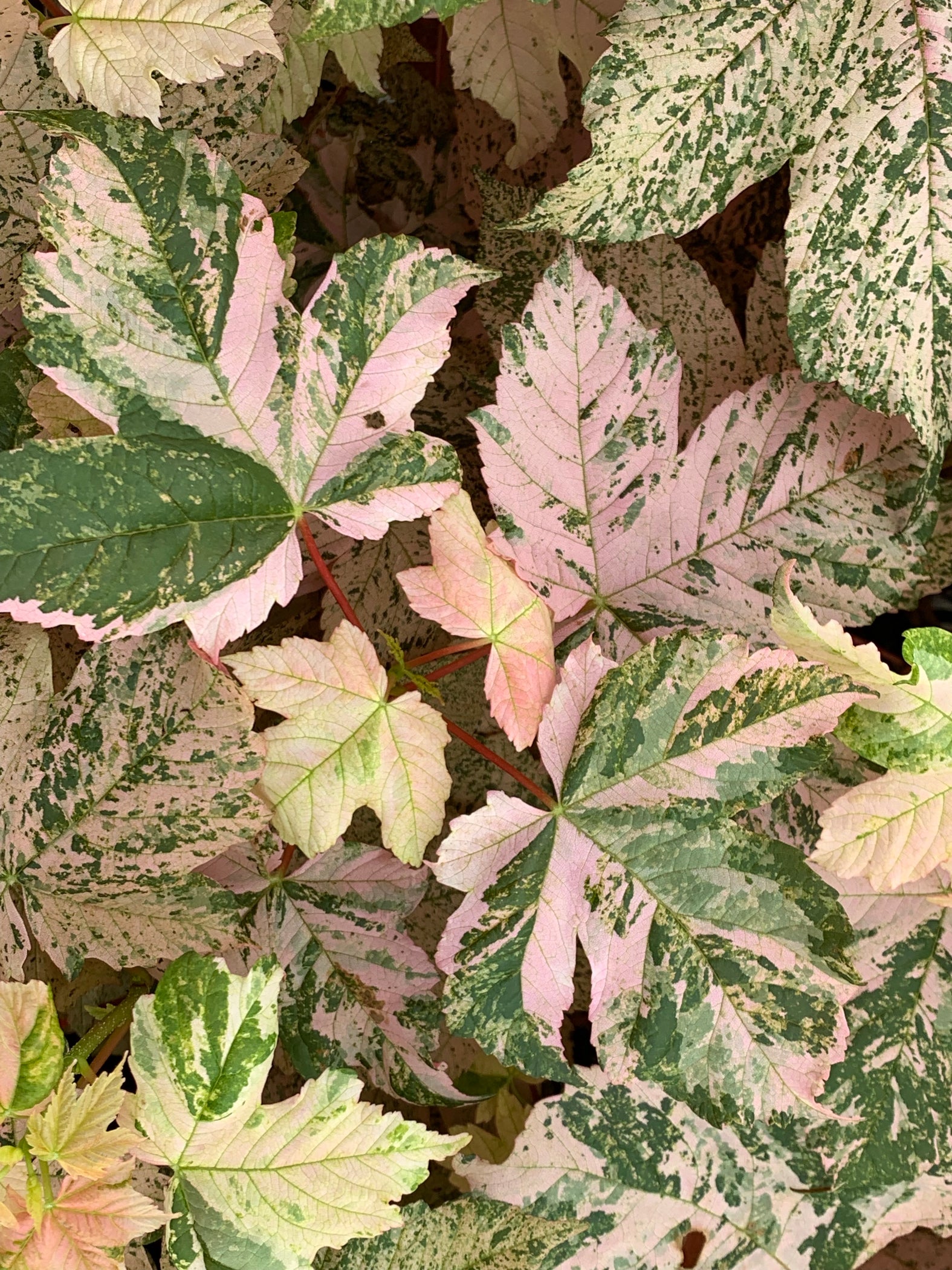 Buy Acer pseudoplatanus 'Esk Sunset' Rare Variegated Eskimo Sunset ...