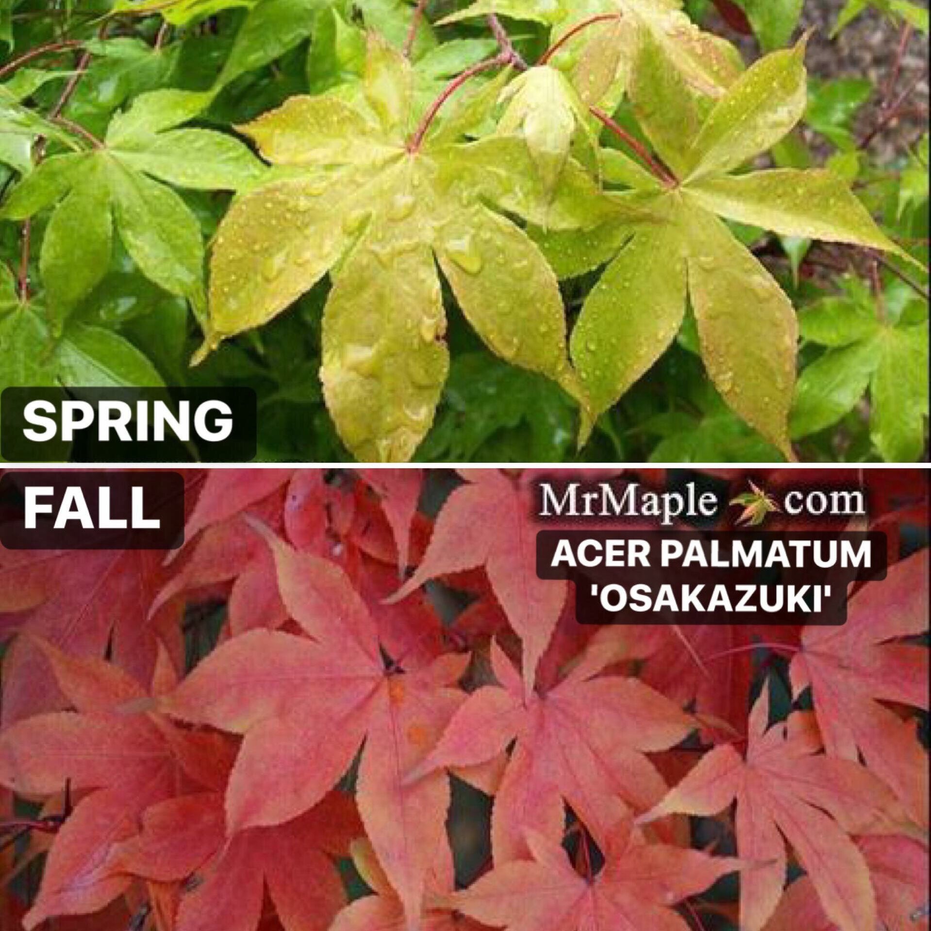 Buy Acer palmatum 'Osakazuki' Japanese Maple — Mr Maple │ Buy Japanese ...