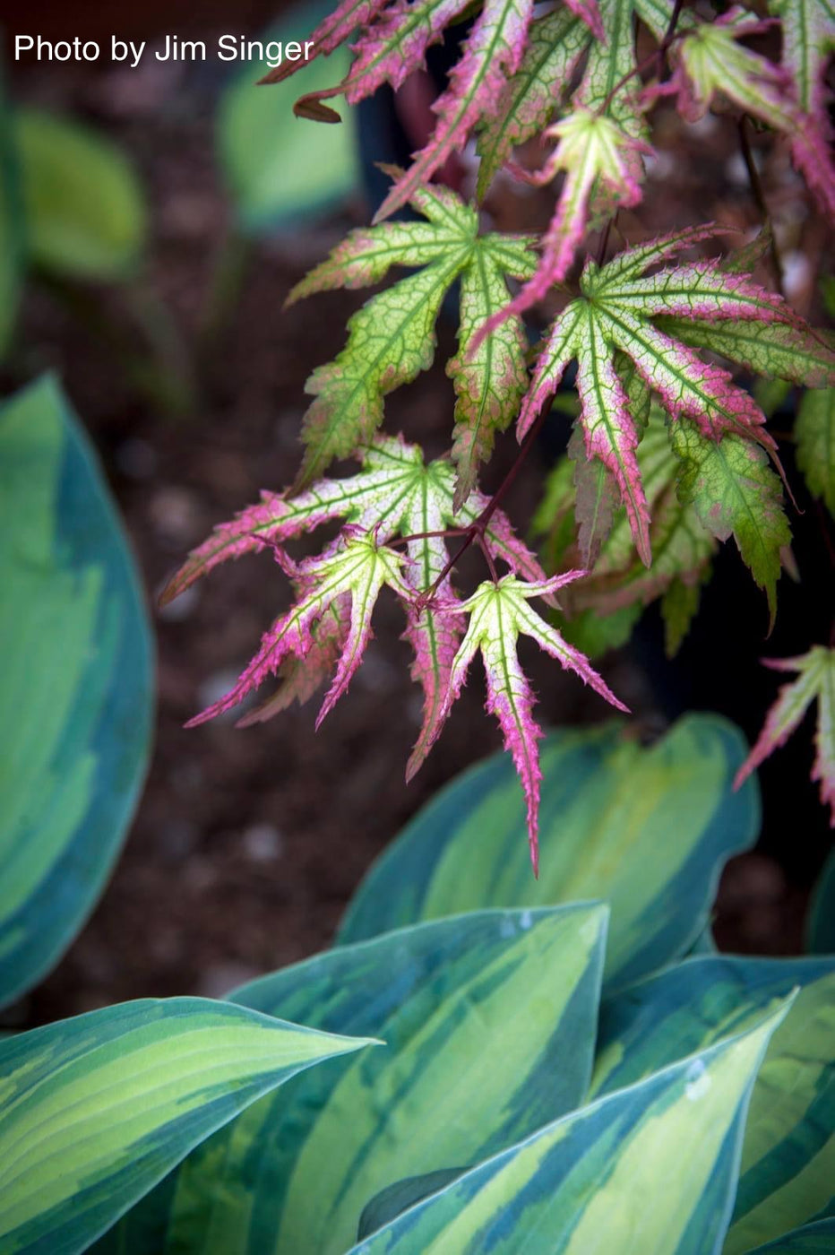 Buy Acer palmatum 'Phantom Flame' Japanese Maple — Mr Maple │ Buy ...