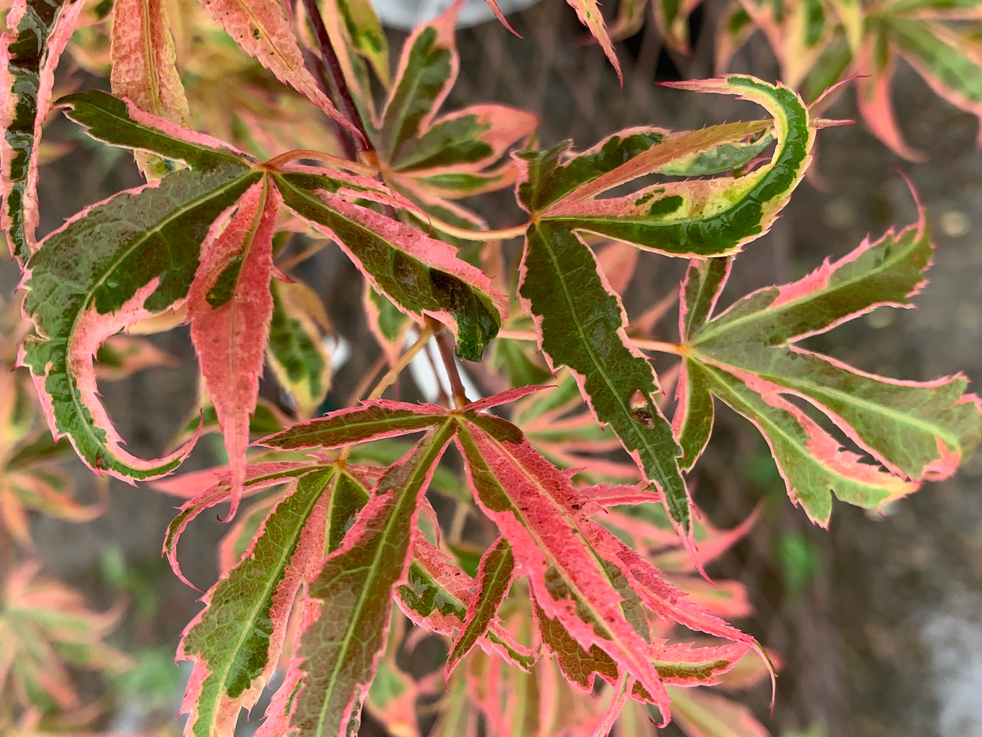 Buy Acer palmatum 'Geisha Gone Wild' Japanese Maple — Mr Maple │ Buy ...