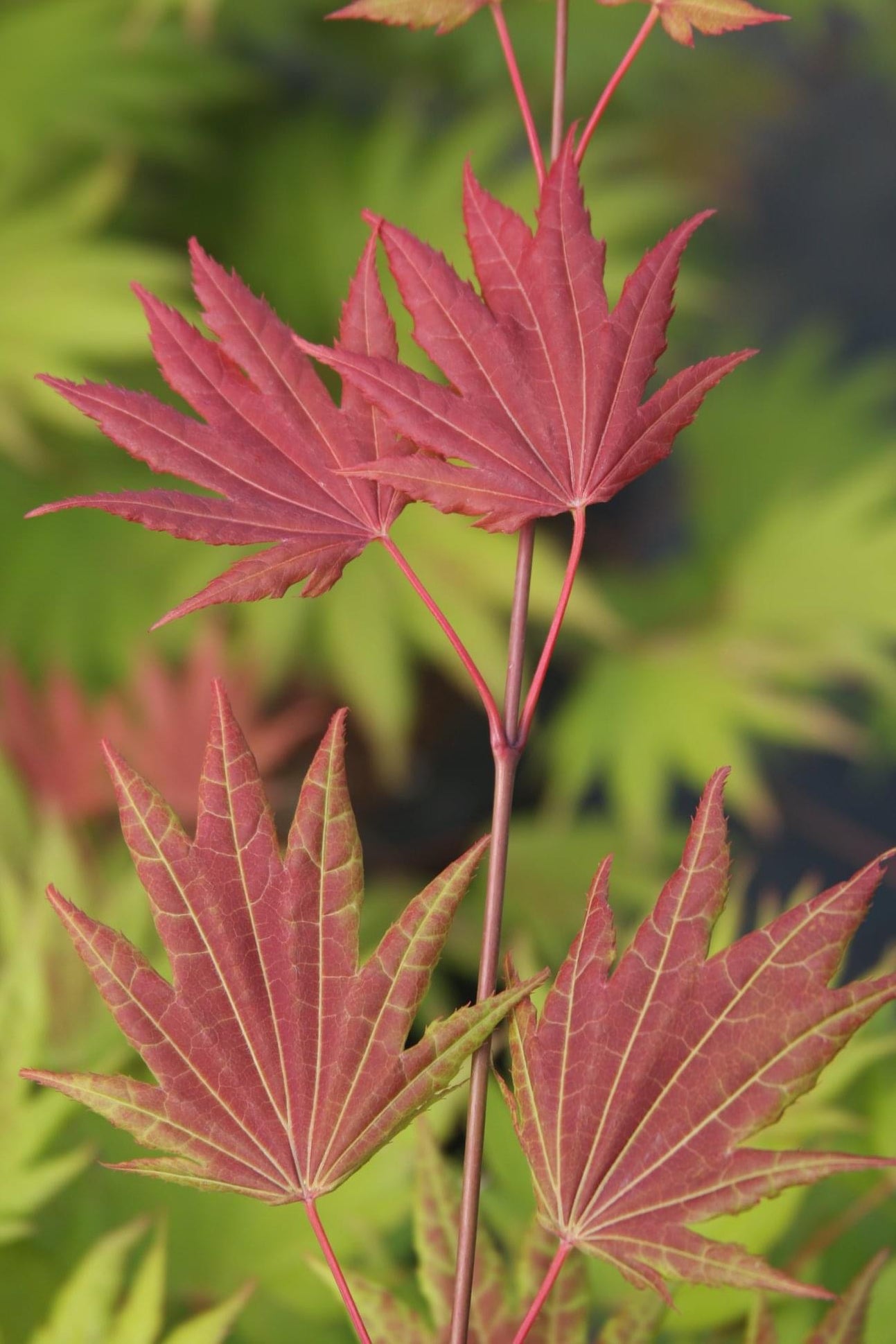 Buy Acer shirasawanum Moonrise™ Full Moon Japanese Maple — Mr Maple ...