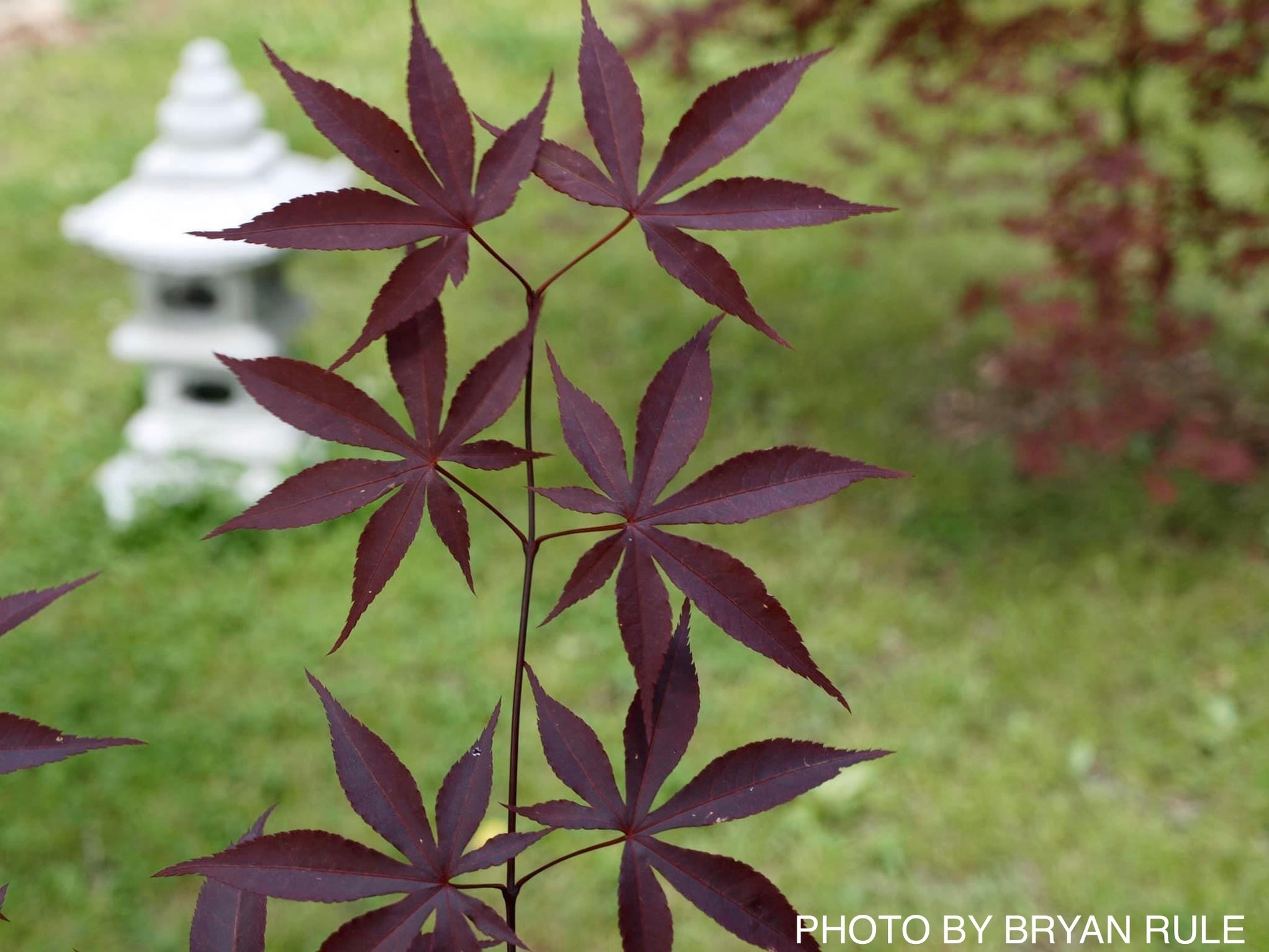 Buy Acer palmatum 'Emperor 1' Red Japanese Maple — Mr Maple │ Buy ...