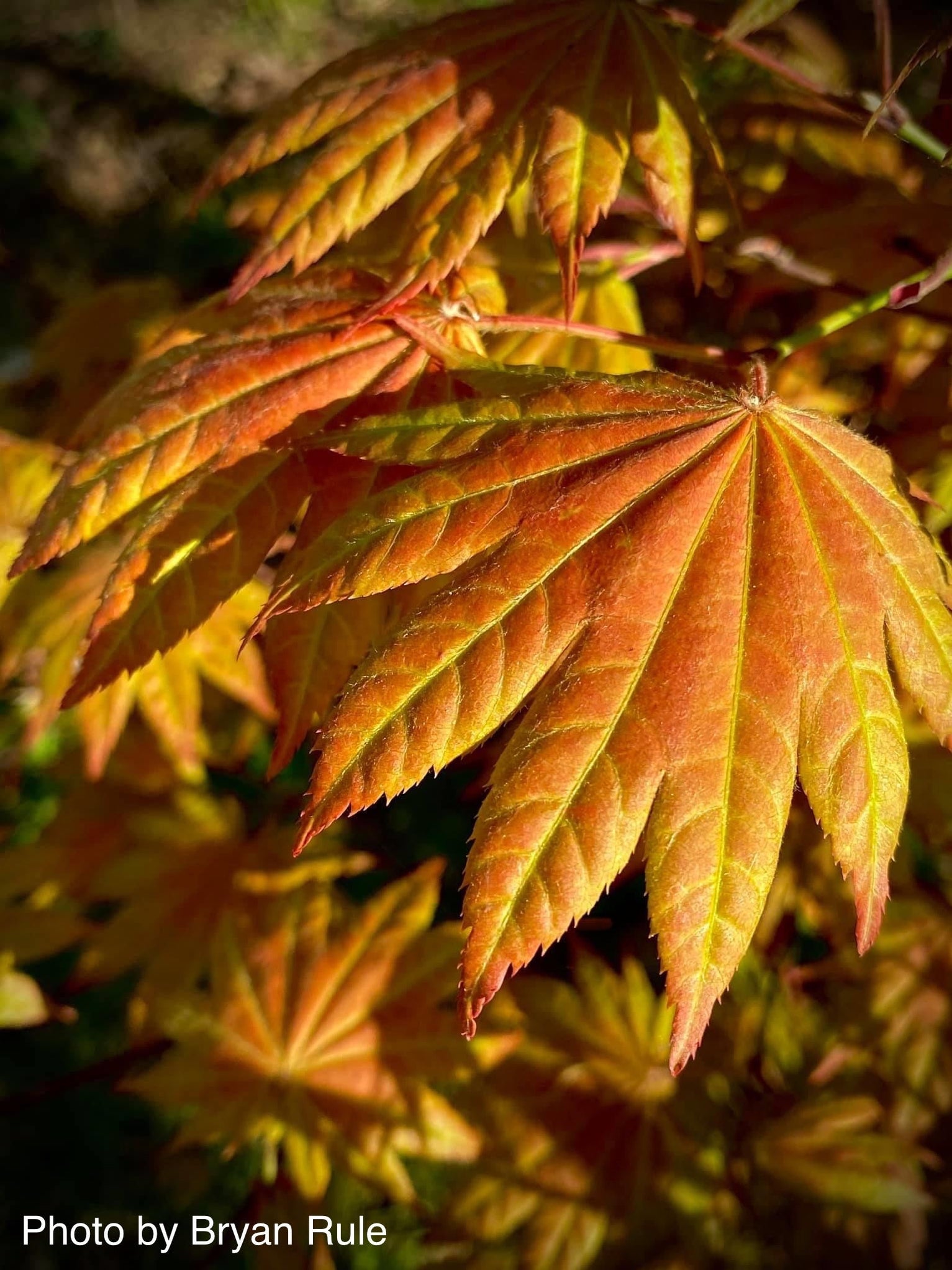 Buy Acer shirasawanum Moonrise™ Full Moon Japanese Maple — Mr Maple ...