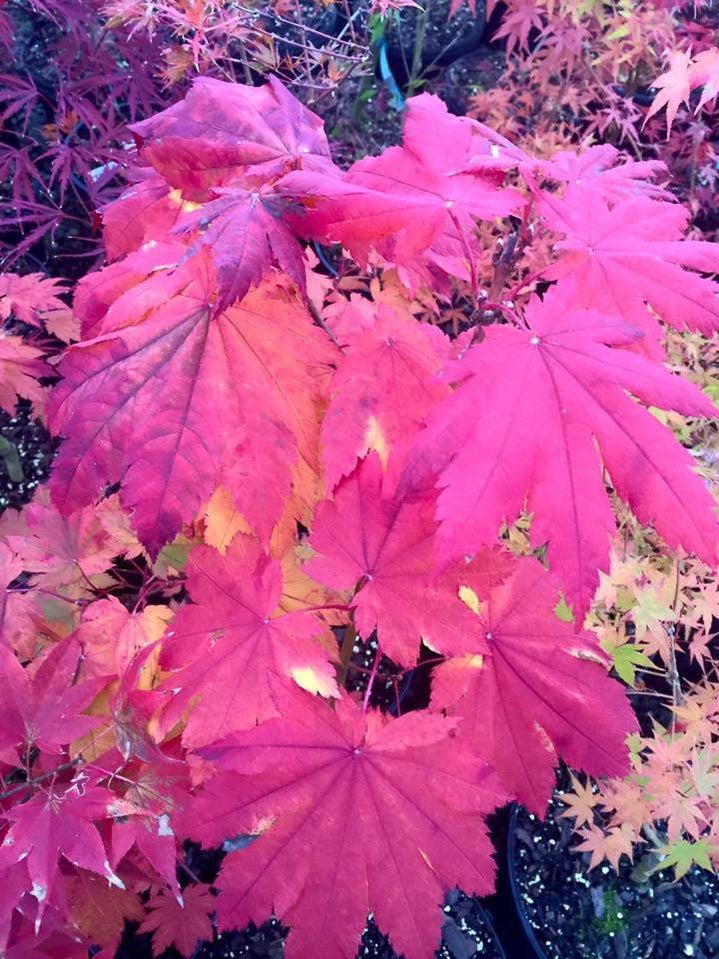 Buy Acer japonicum 'Yama kage' Mountain Shadows Full Moon Japanese ...