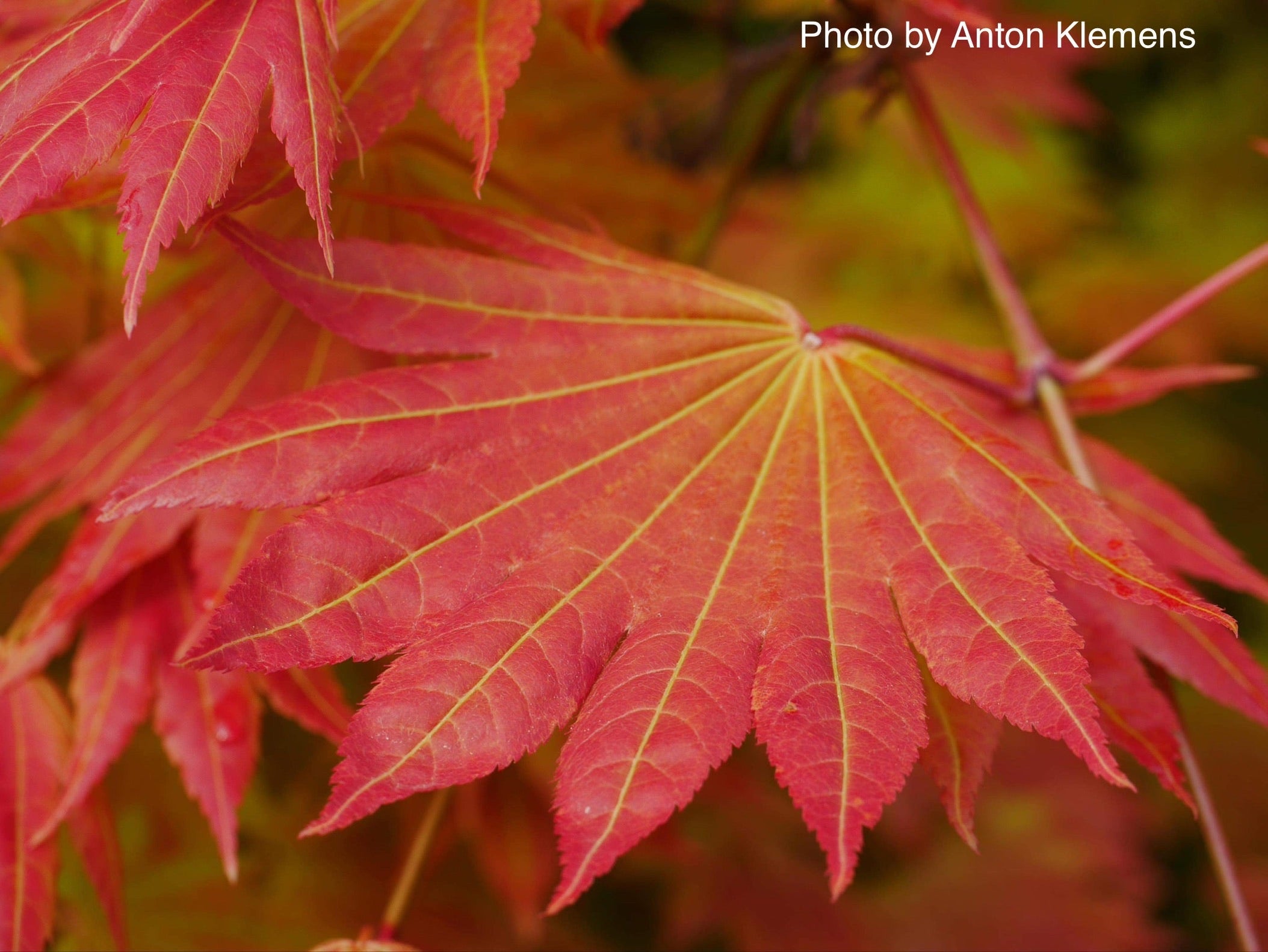 Buy Acer shirasawanum Moonrise™ Full Moon Japanese Maple — Mr Maple ...